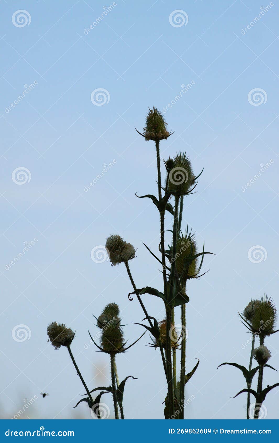 Closeup of Cutleaf Teasel Green Seeds with Blue Sky on Background Stock ...
