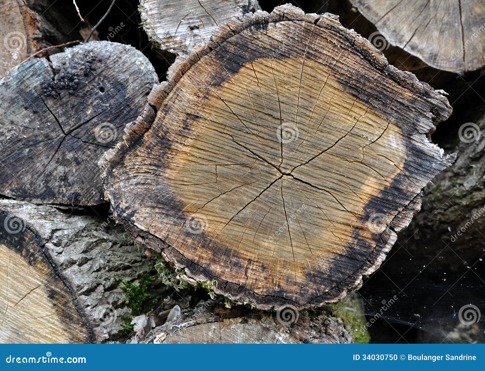 Closeup on Cutting of a Tree Stock Photo - Image of trunk, bark: 34030750