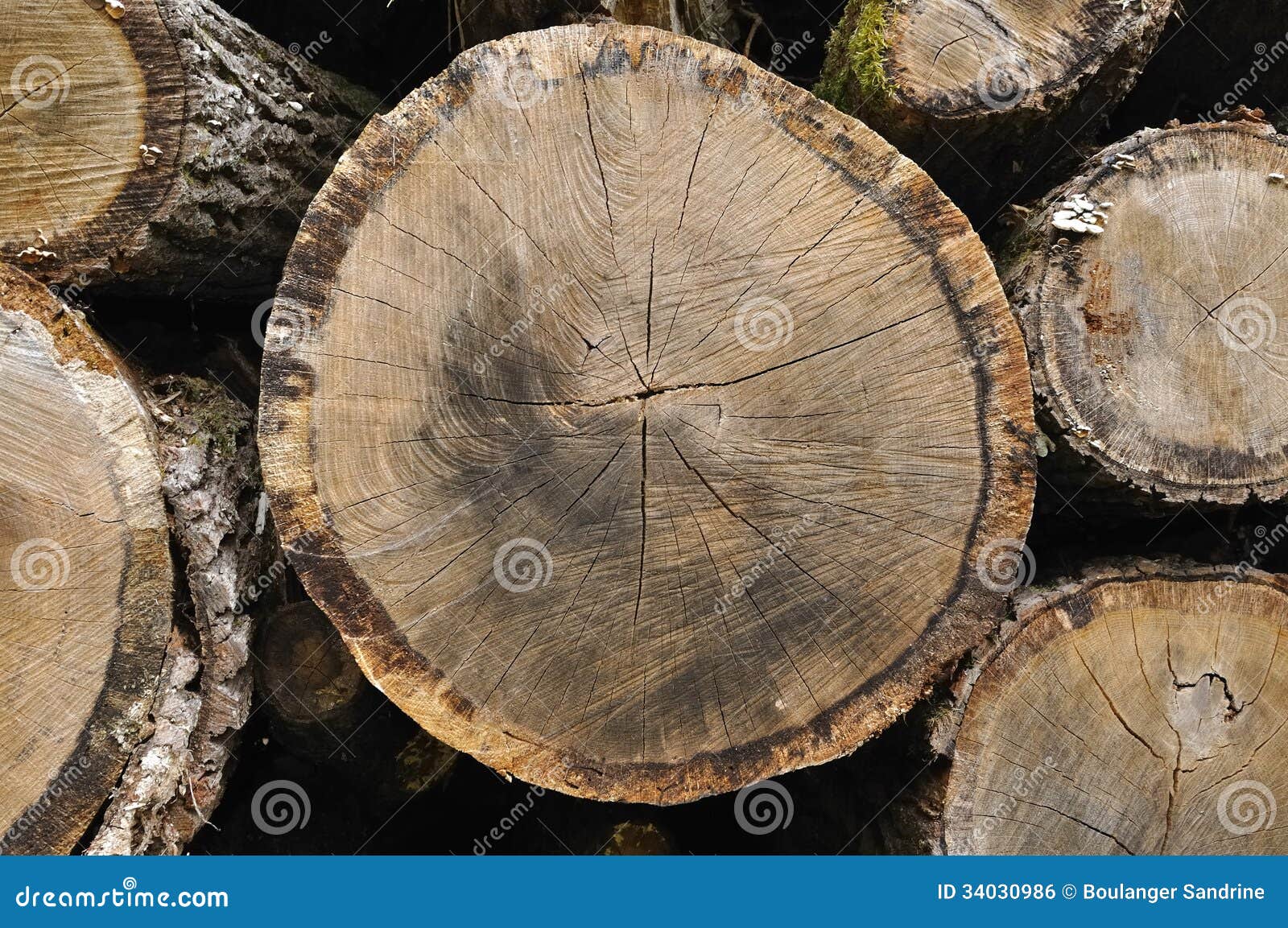 Closeup on cutting tree stock photo. Image of logs, trunk - 34030986
