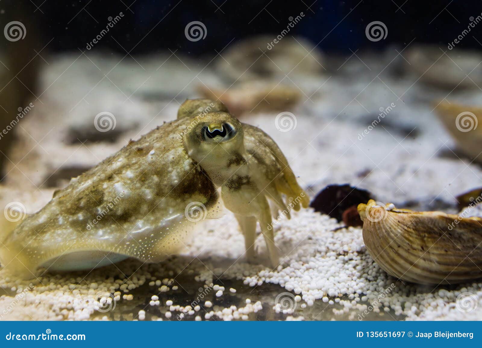 Closeup of a Cuttle Fish, Funny Pet for the Aquarium Stock Image ...