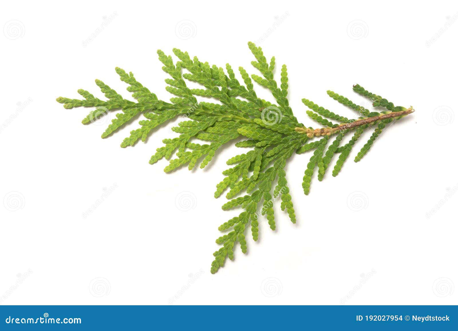 Cypress Leaf on White Background Stock Photo - Image of conifer ...
