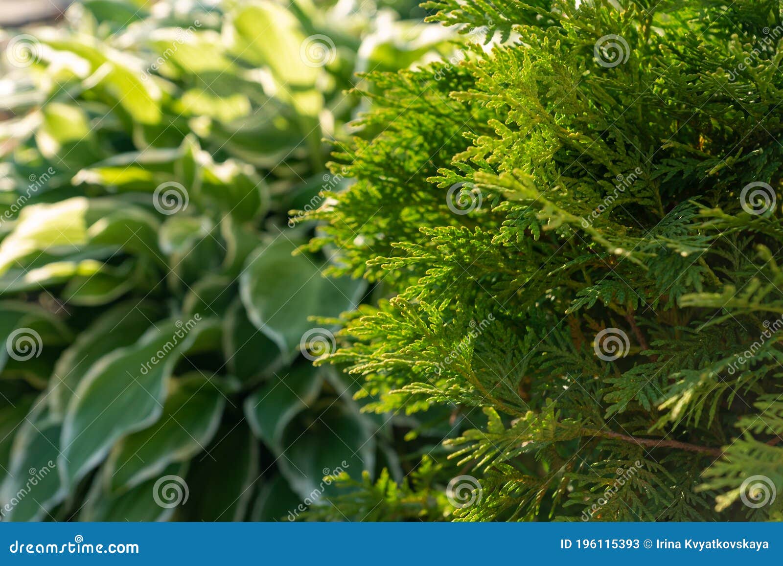 Closeup of Cypress Tree Branch in the Garden Stock Image - Image of ...