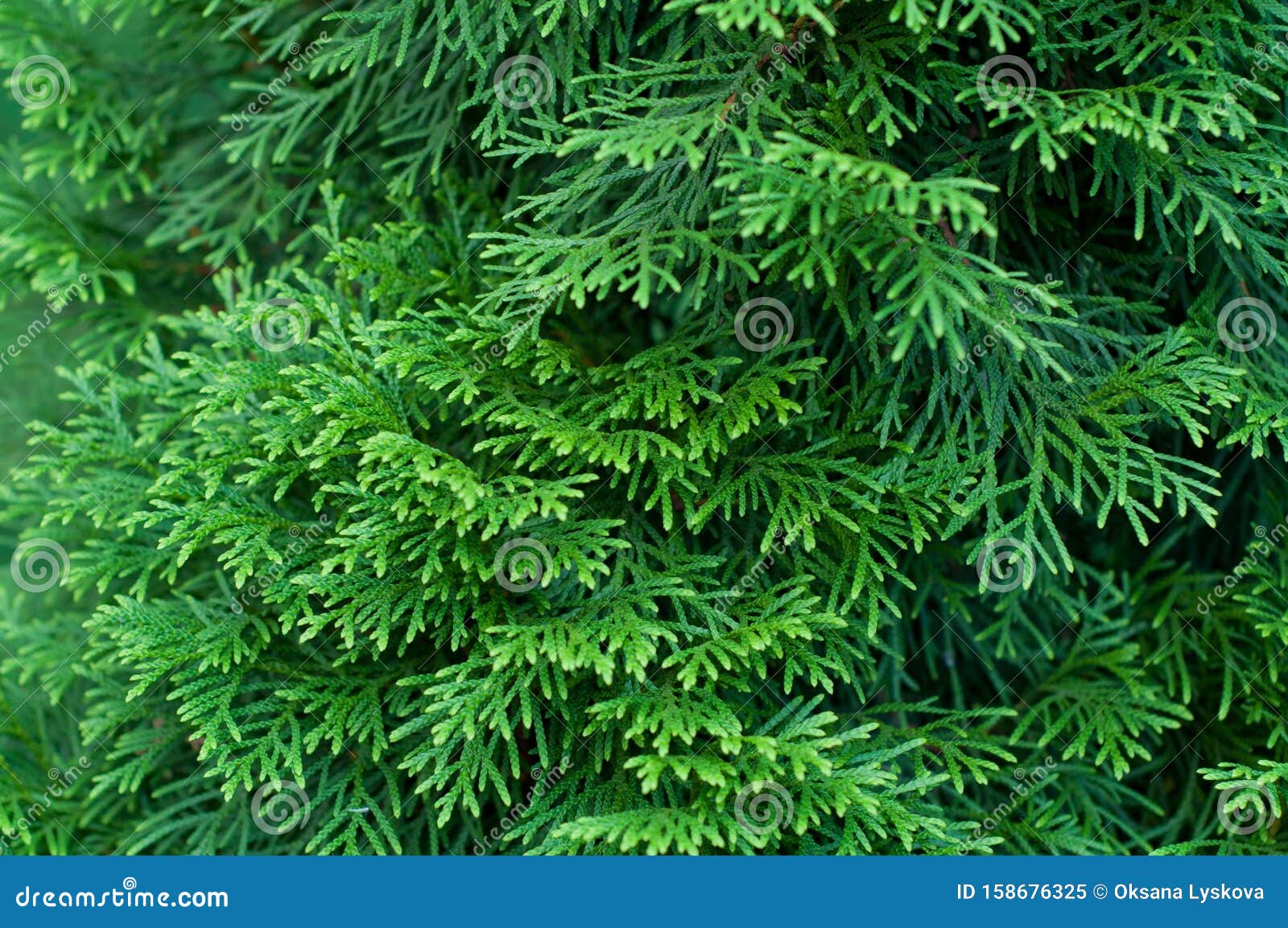 Closeup of Cypress Tree Branch. Stock Image - Image of christmas ...