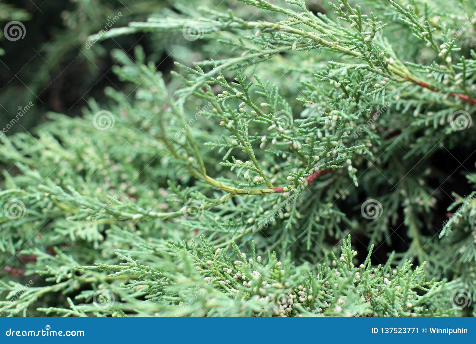 Closeup of Cypress Tree Branch in the Hedge in Garden Stock Image ...