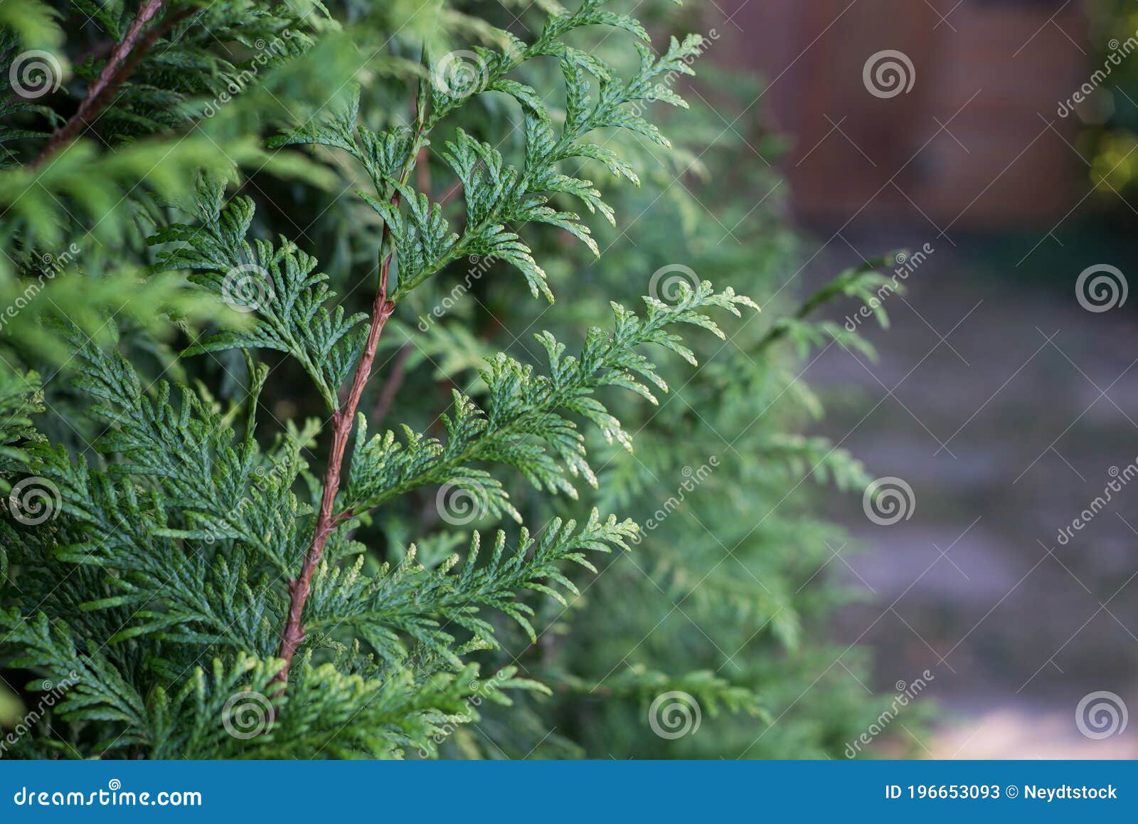 Cypress Tree Branch in the Hedge in the Garden Stock Image - Image of ...