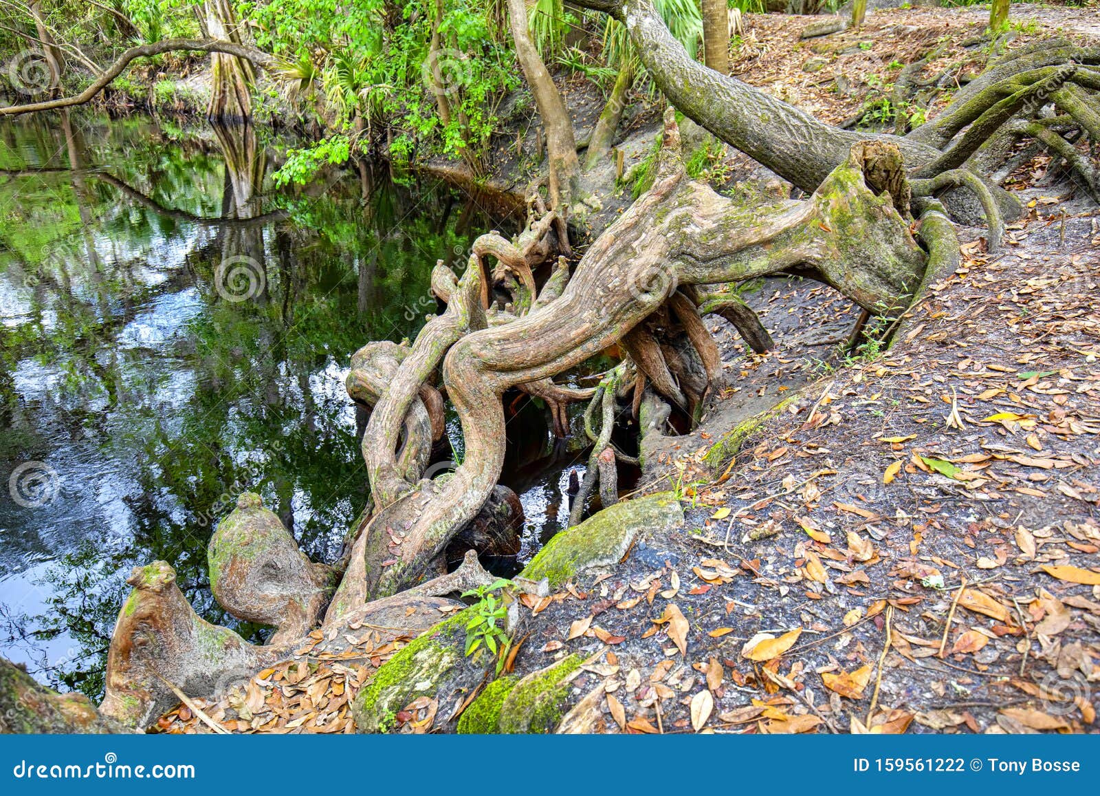 Cypress Tree Roots Growth at the Edge of a River Stock Photo - Image of ...