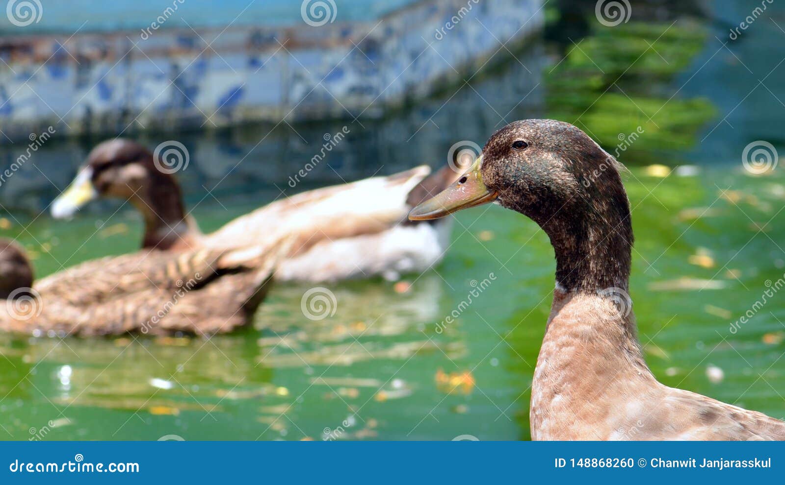 Closeup of a Dabbling Duck in Zoo Stock Photo - Image of beak, flamingo ...