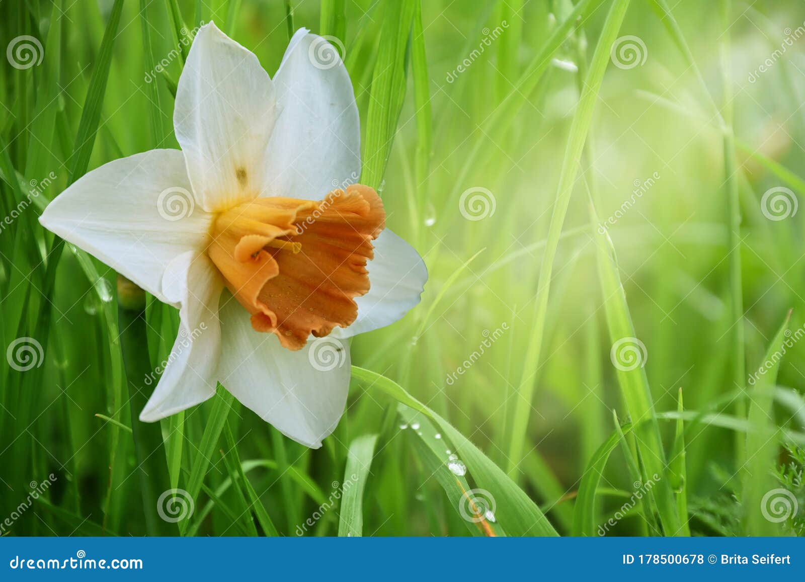 Closeup of a Daffodil Flower. Romantic Spring Flower at Sunny Stock ...