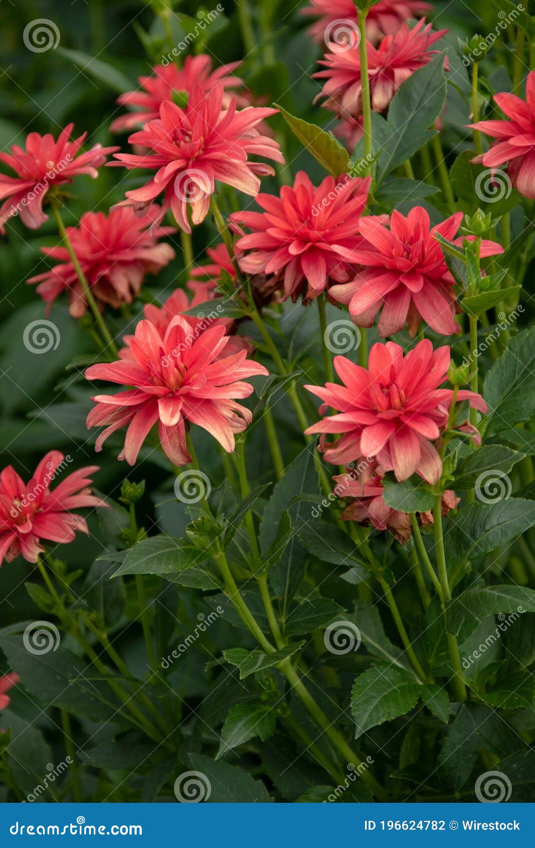 Closeup of a Dahlia American Dawn Flower Stock Photo - Image of species ...
