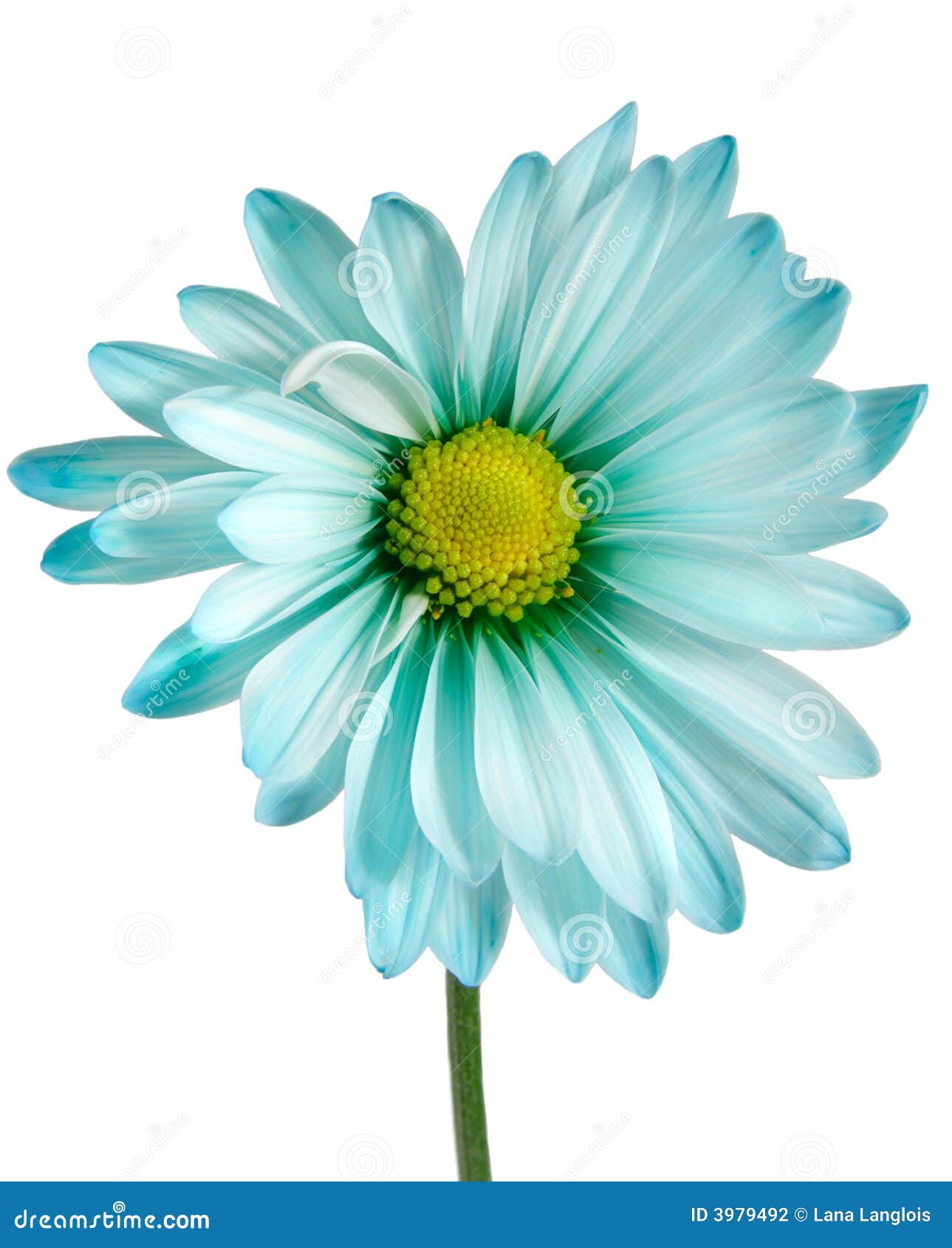 Closeup on daisy stock photo. Image of isolated, daisy - 3979492