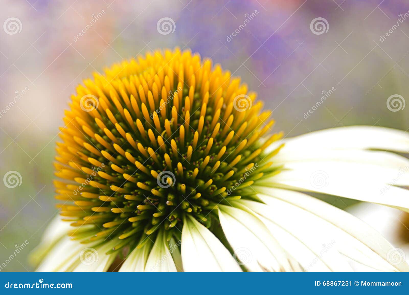 Closeup of a Daisy Bloom stock image. Image of daisy - 68867251
