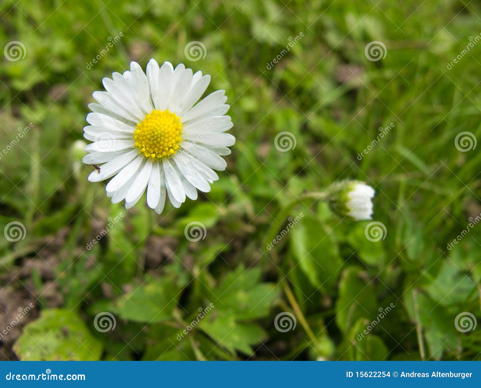 Closeup of a daisy flower stock photo. Image of bellis - 15622254