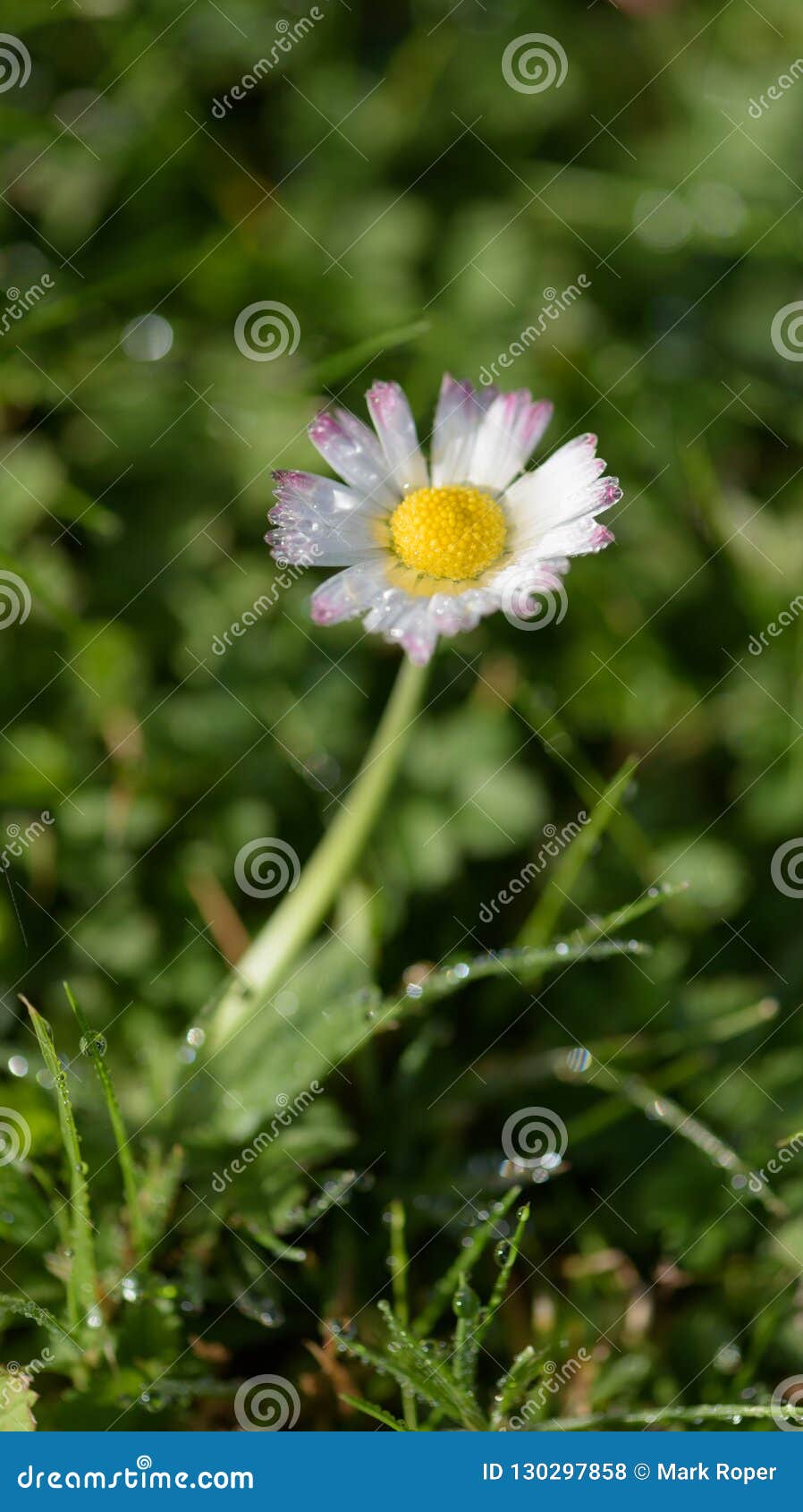 Closeup of Daisy Flower with Rain Droplets Stock Photo - Image of ...