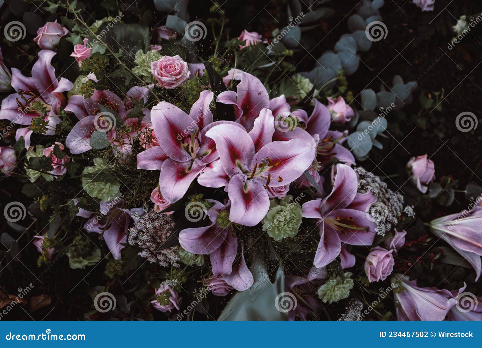 Closeup of a Dalian Lily Flowers Stock Photo - Image of blossom, view ...