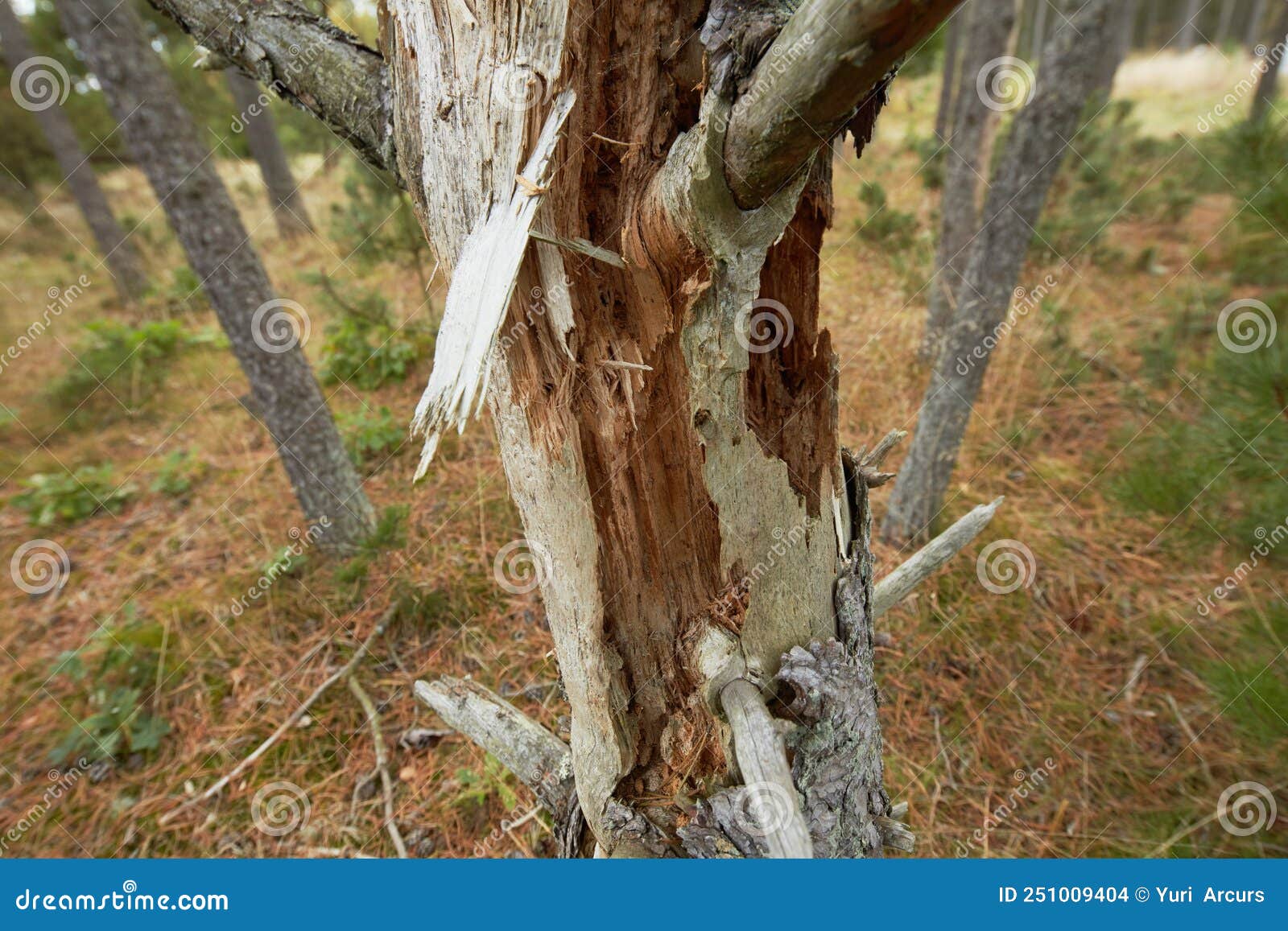 Closeup of Damaged Beech Trees Growing in Remote Forest, Meadow ...