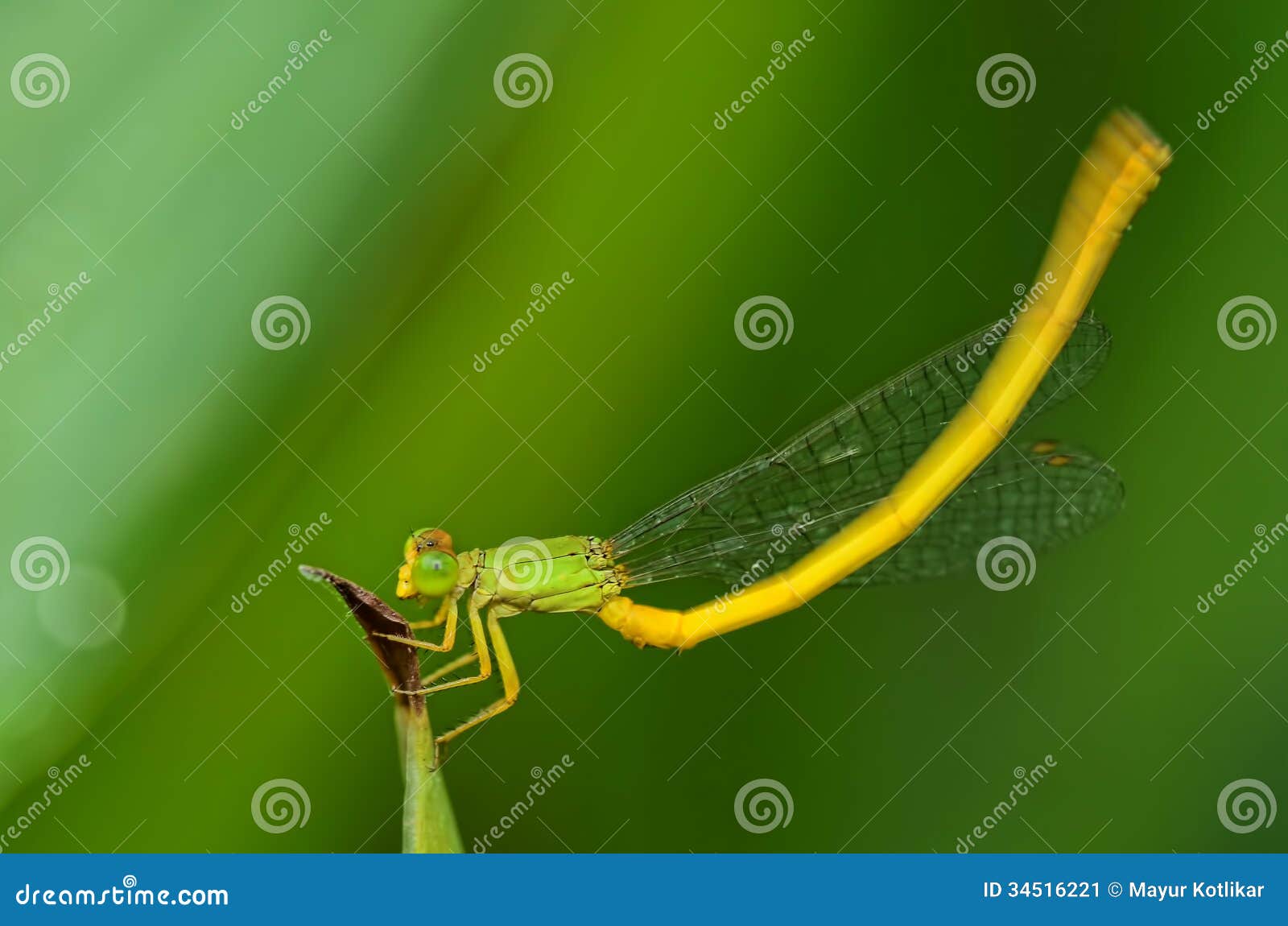 Closeup of a Damsel Fly Flapping Tail Stock Image - Image of crawling ...