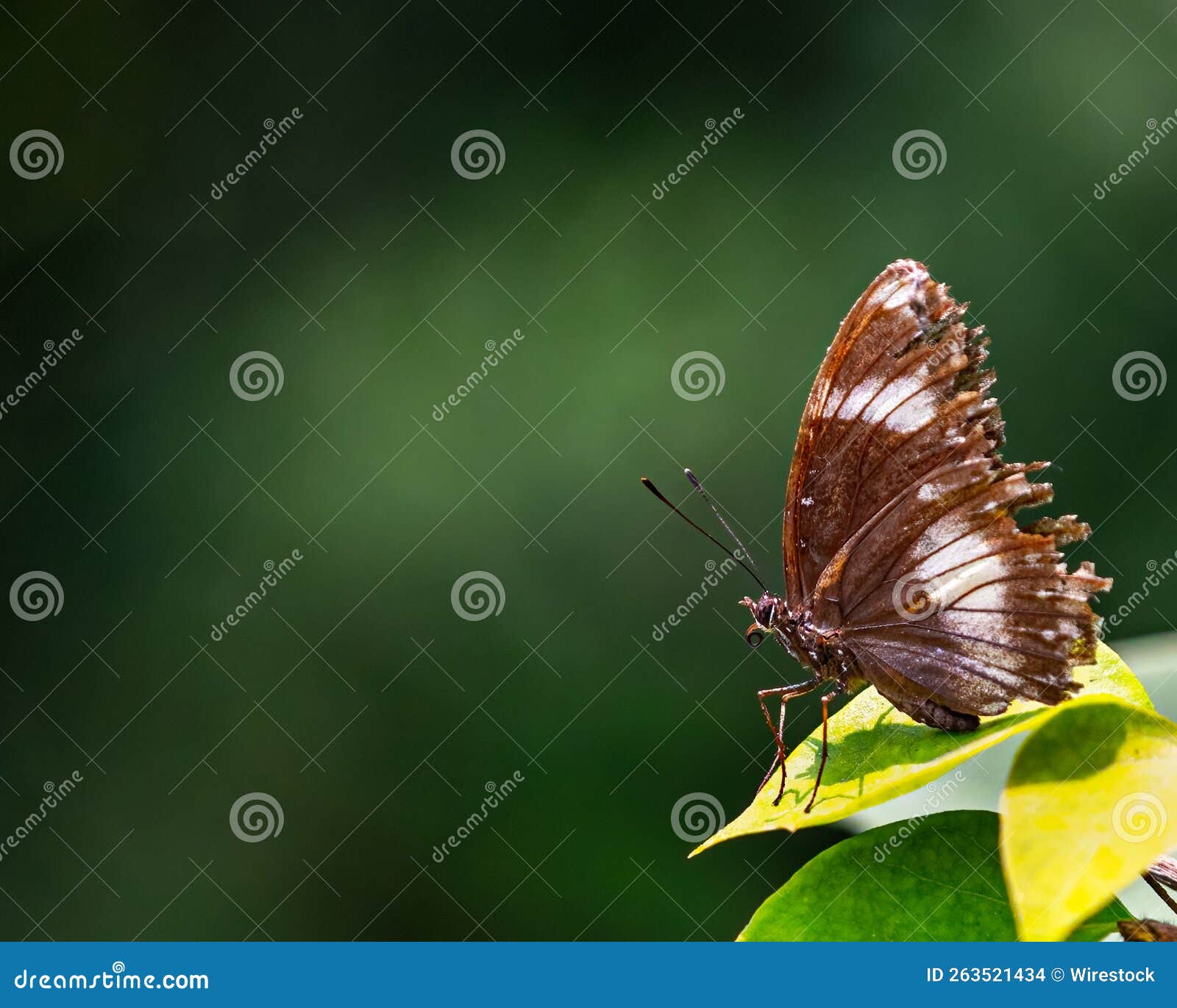 Closeup of a Danaid Eggfly Butterfly Sitting on a Leaf. Stock Photo ...