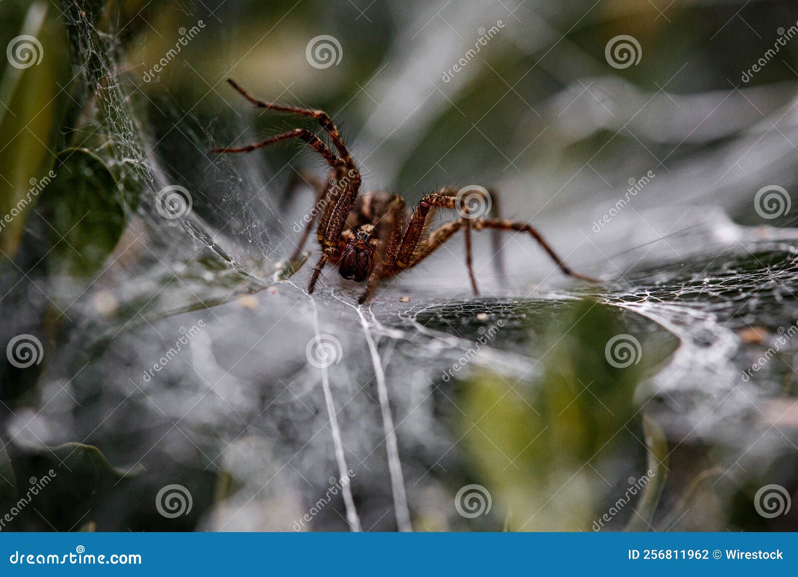 Closeup of a Dangerous Spider Climbing the Web Outdoors Stock Photo ...