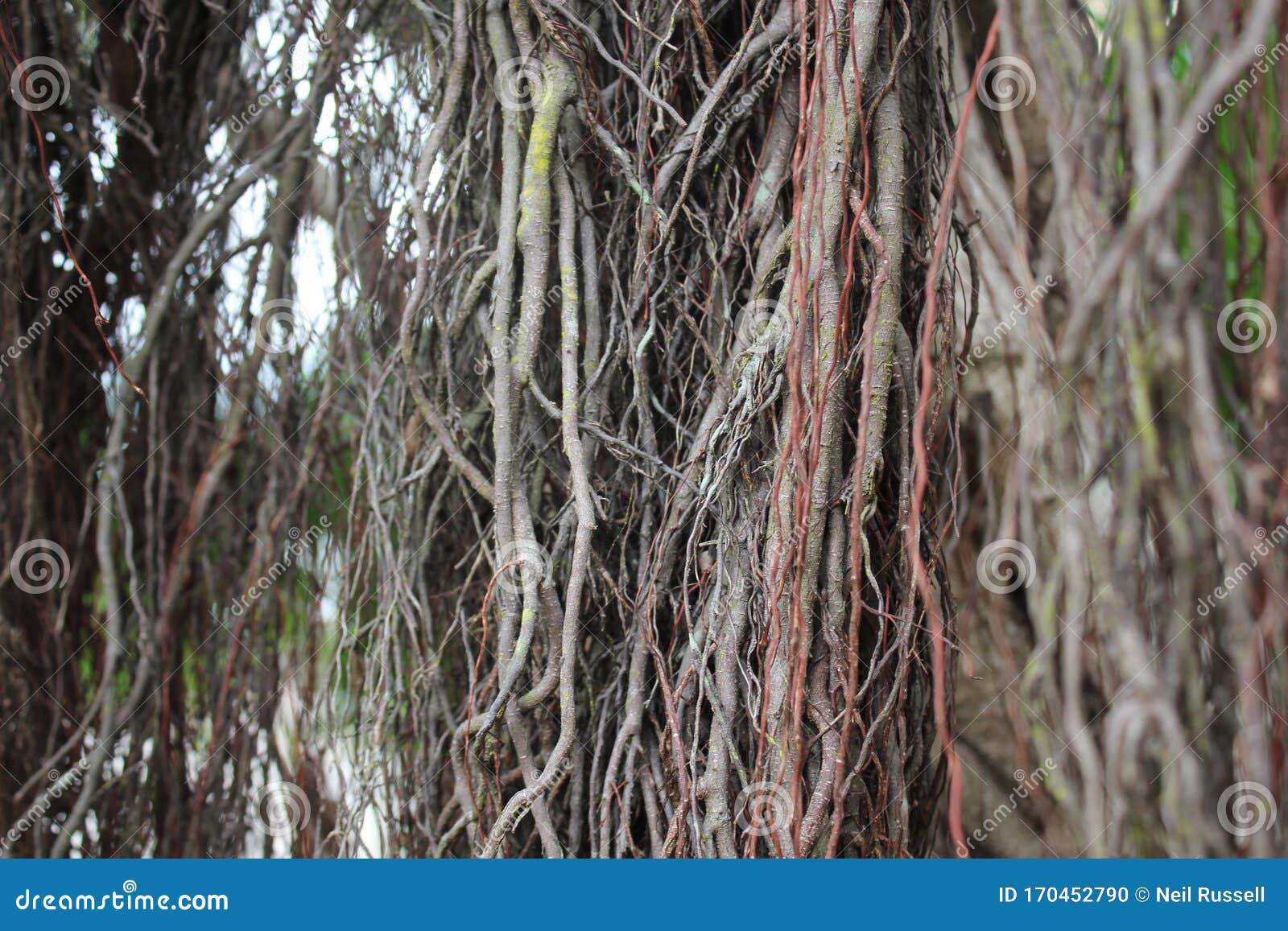 Tree Dangling Branches stock photo. Image of back, design - 170452790