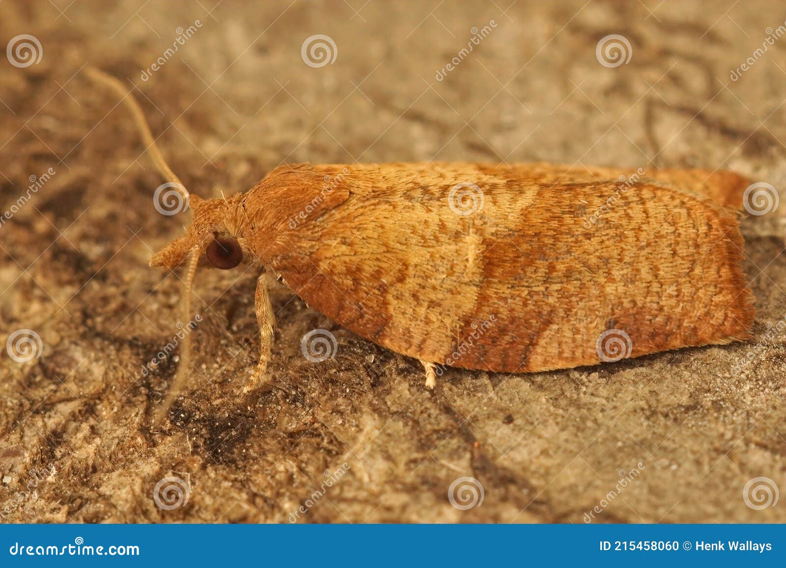 Closeup on the Dark Fruit-tree Tortrix or Apple Brown Tortrix Micro ...