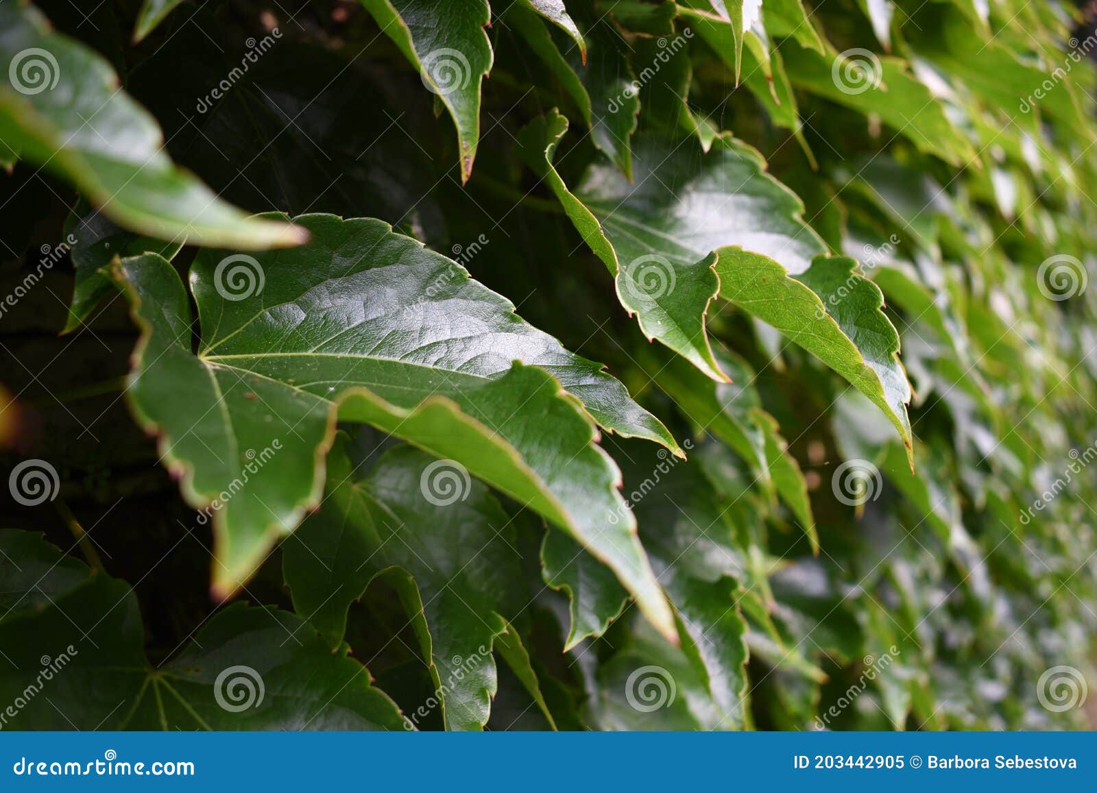 Dark green ivy leaves stock image. Image of plant, closeup - 203442905