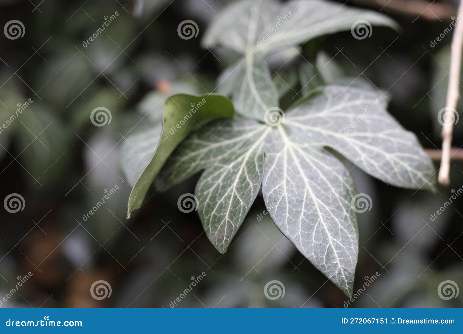 Closeup of the Dark Green Ivy Leaves Stock Image - Image of foliage ...