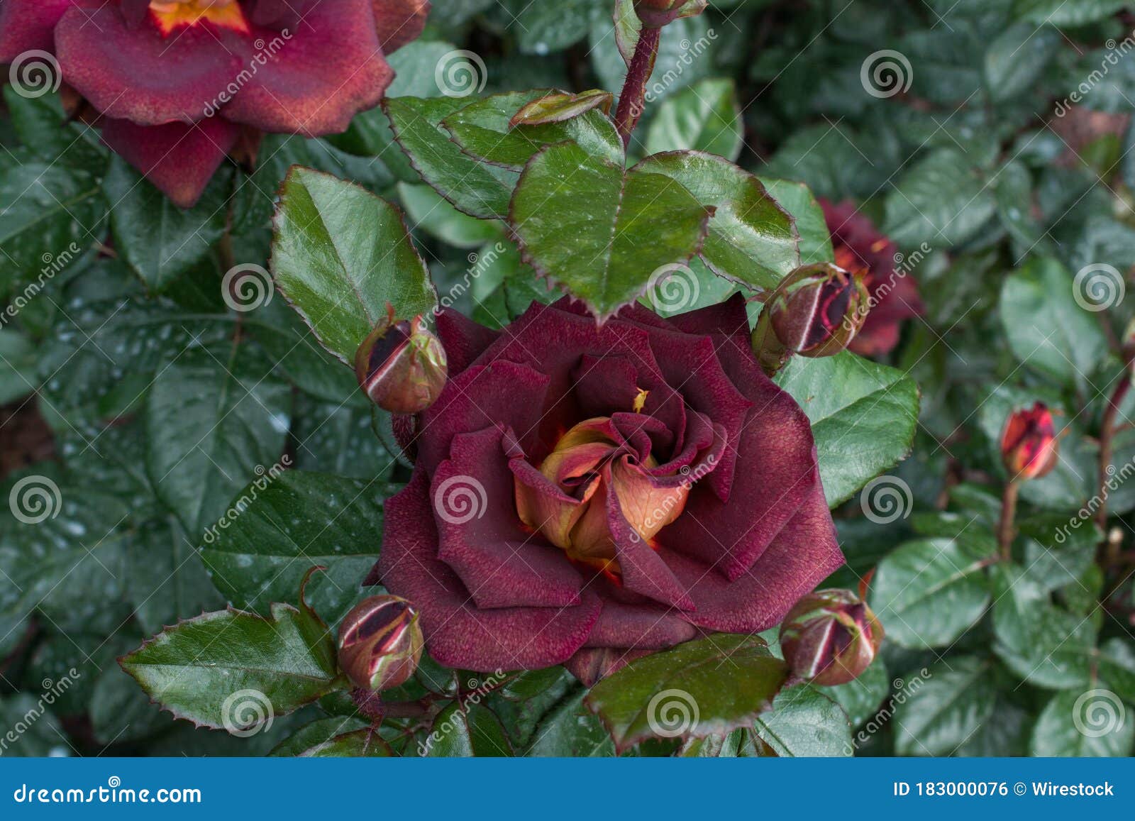 Closeup of a Dark Red Garden Rose Surrounded by Greenery in a Field ...