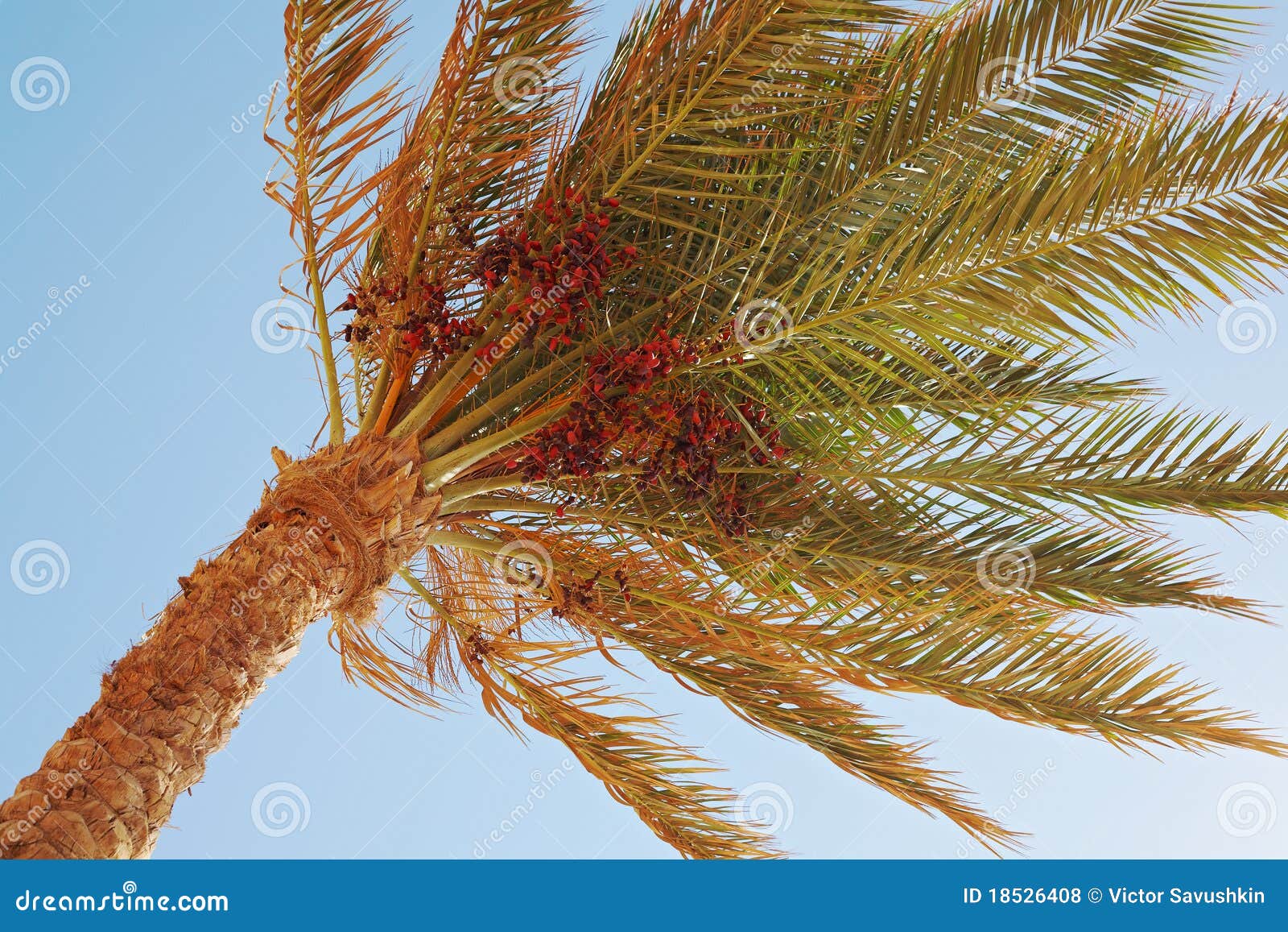 Closeup of Date Palm Tree on Blue Sky Stock Photo - Image of closeup ...