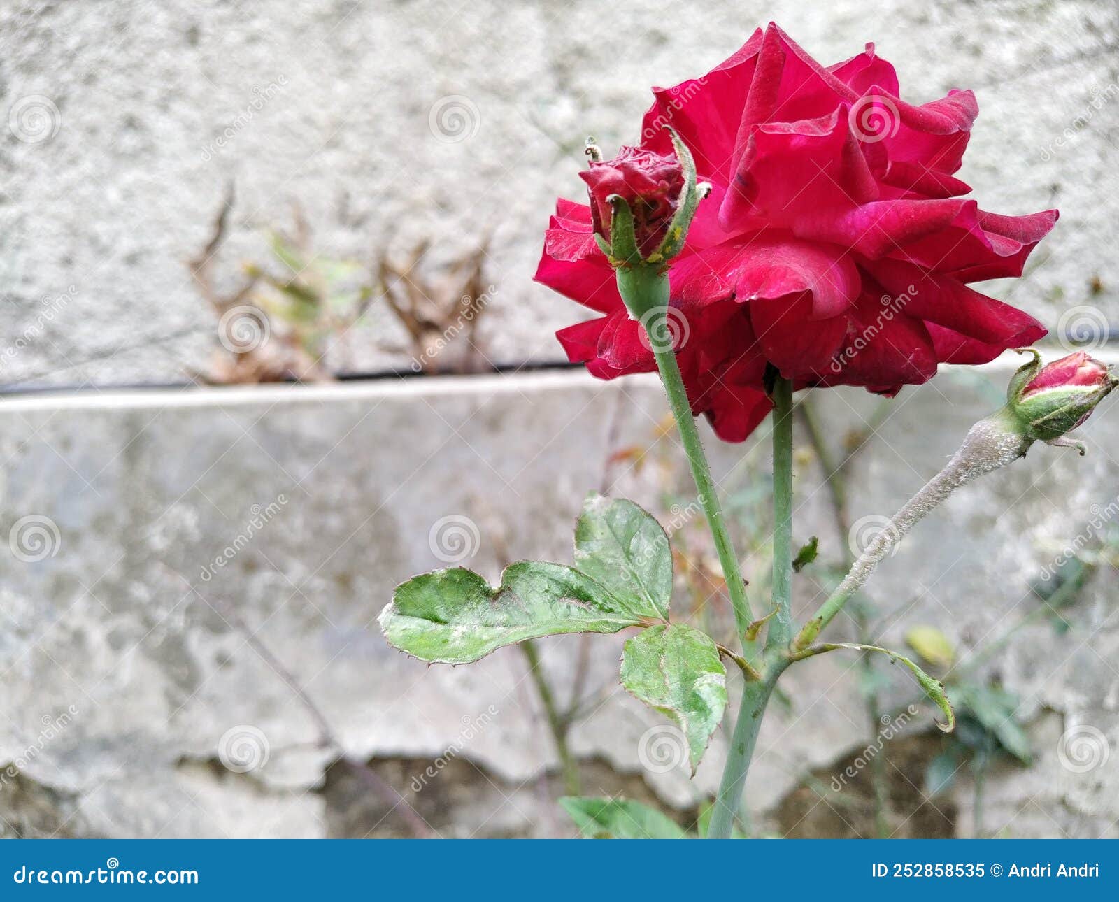 Closeup De Roses Rouges Sur Le Mur Image stock - Image of rose, pétale ...