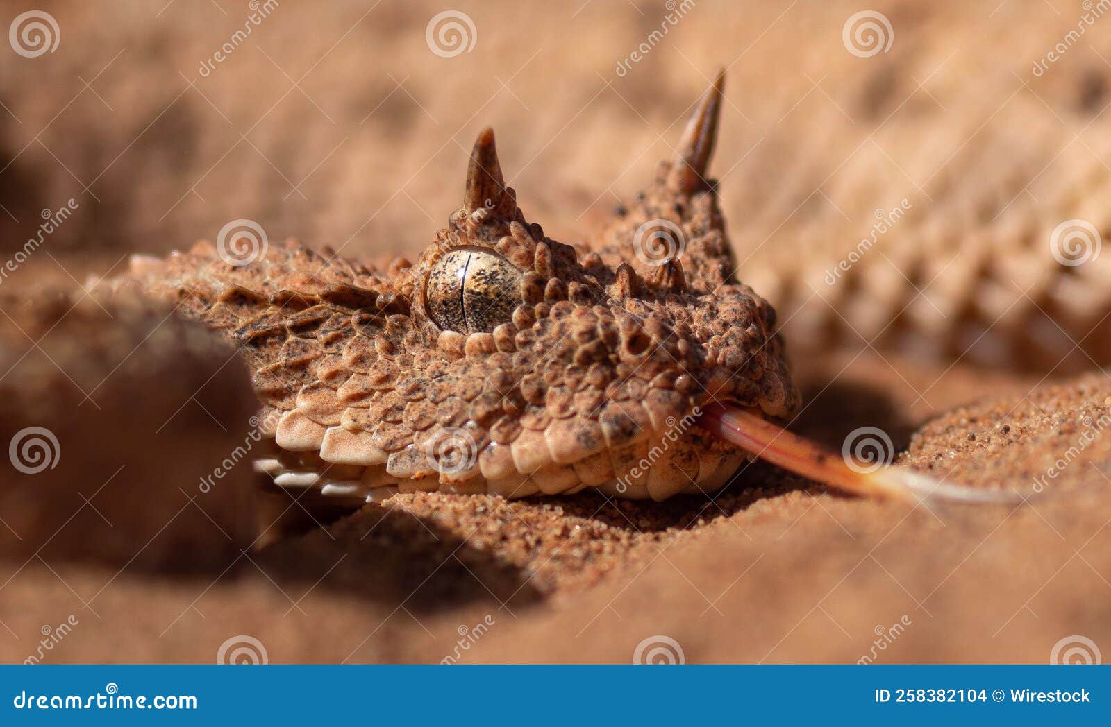 Closeup De Sahara Corned Viper Au Maroc. Photo stock - Image du vipère ...