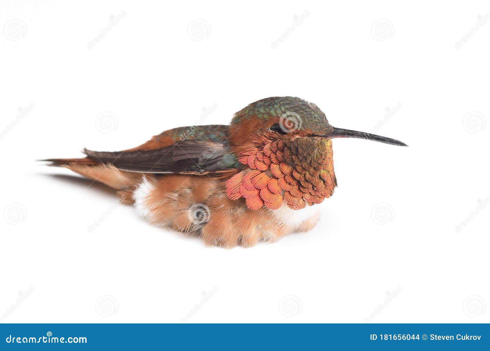 Closeup of a Dead Allenâ€™s Hummingbird, on White Stock Photo - Image ...