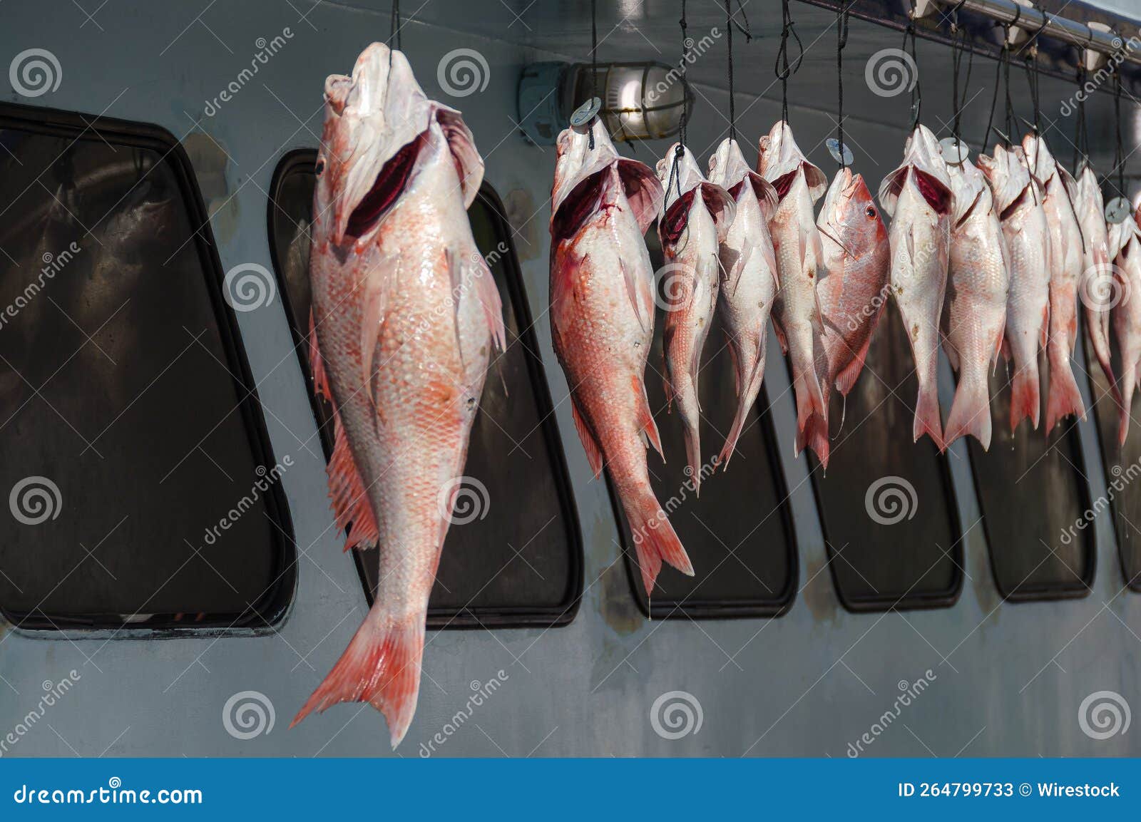 Closeup of Dead Fish Hanging on Ropes on a Ship Stock Image - Image of ...
