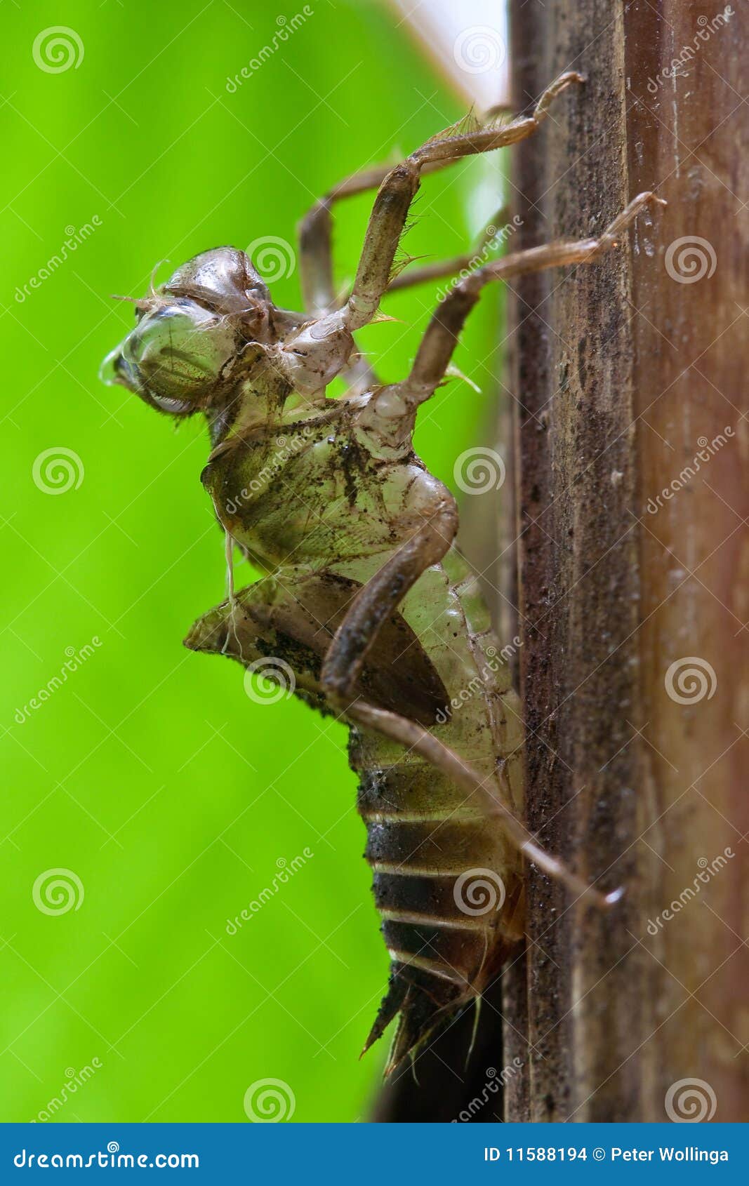 Closeup of a Dead Grasshopper Stock Photo - Image of hopper, rainforest ...