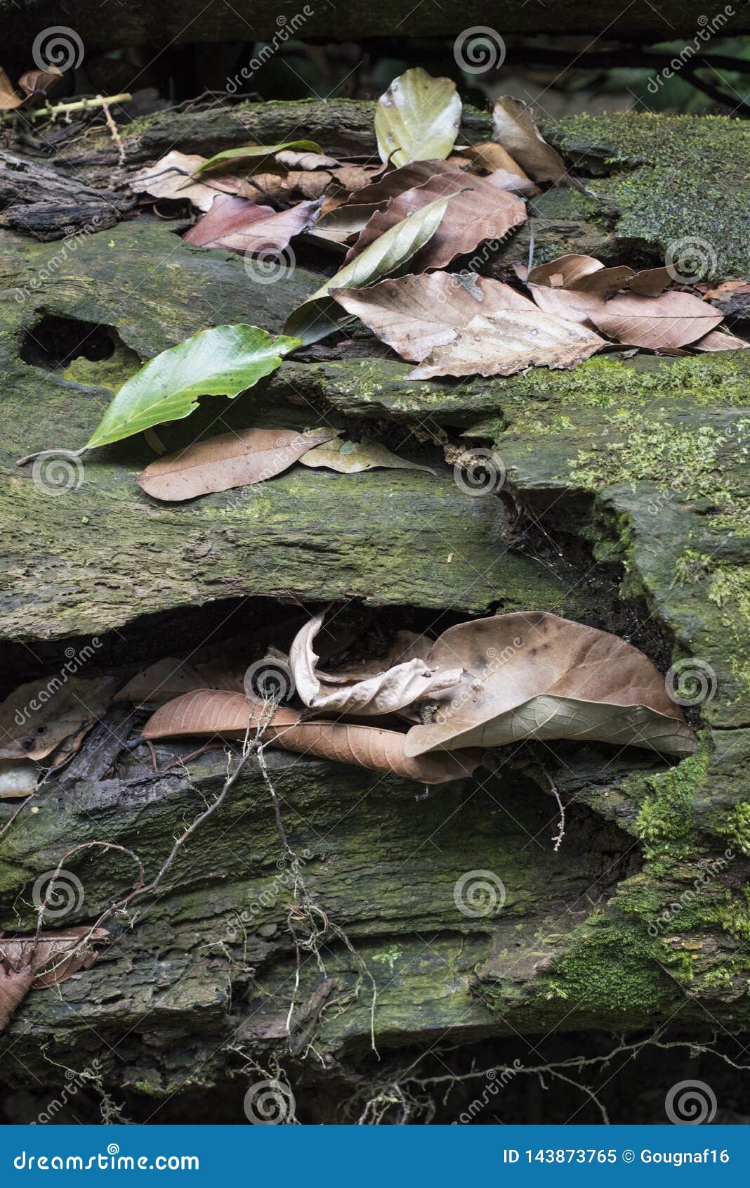 Closeup of Dead Jungle Tree Stock Image - Image of design, jungle ...