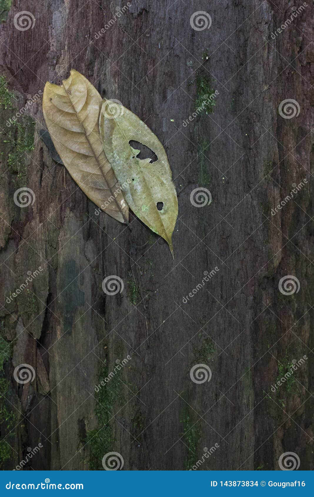 Closeup of Dead Jungle Tree Stock Photo - Image of bark, wooden: 143873834