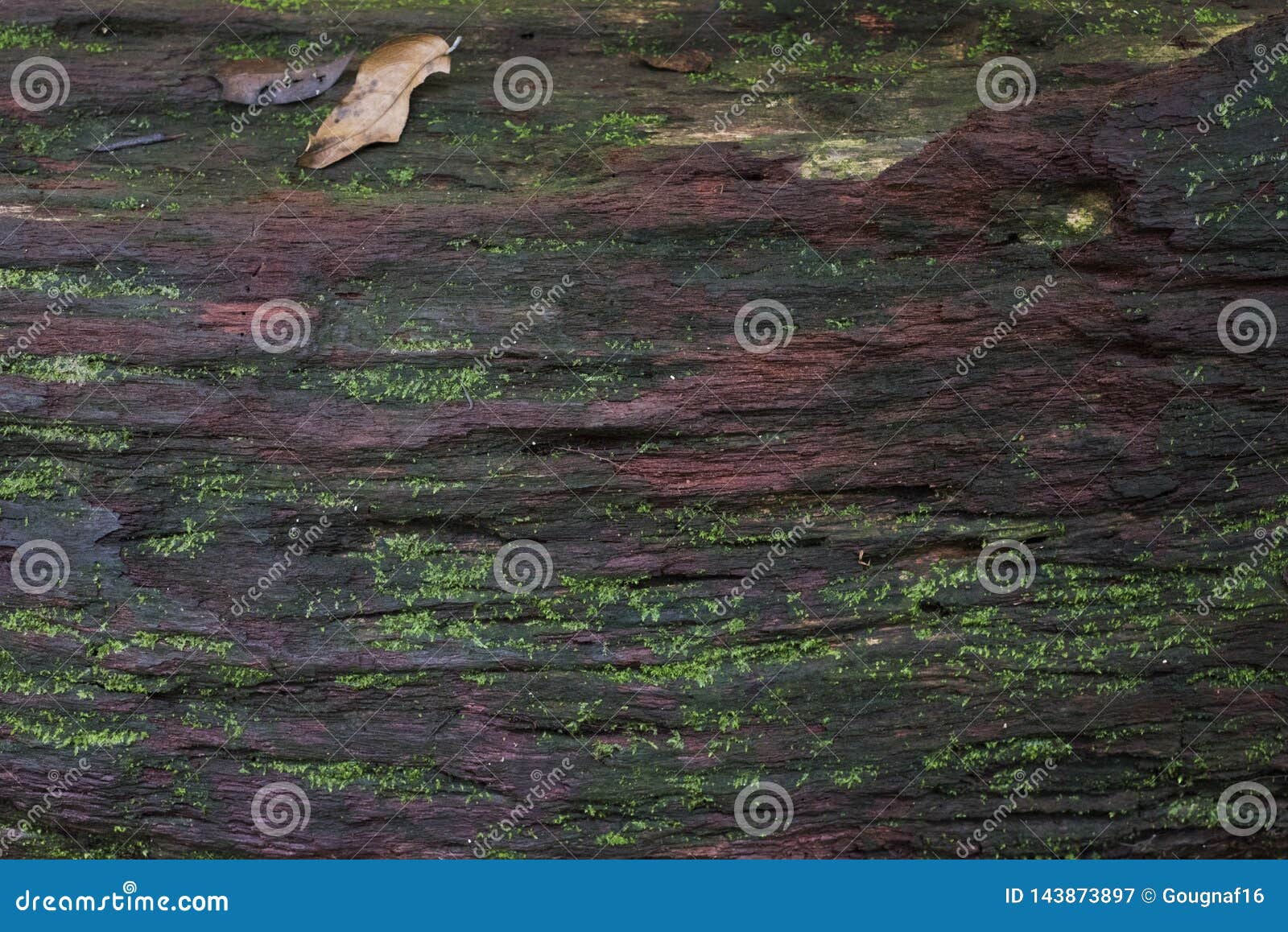 Closeup of Dead Jungle Tree Stock Image - Image of trunk, dead: 143873897