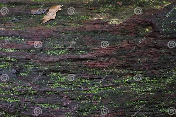 Closeup of Dead Jungle Tree Stock Image - Image of trunk, dead: 143873897