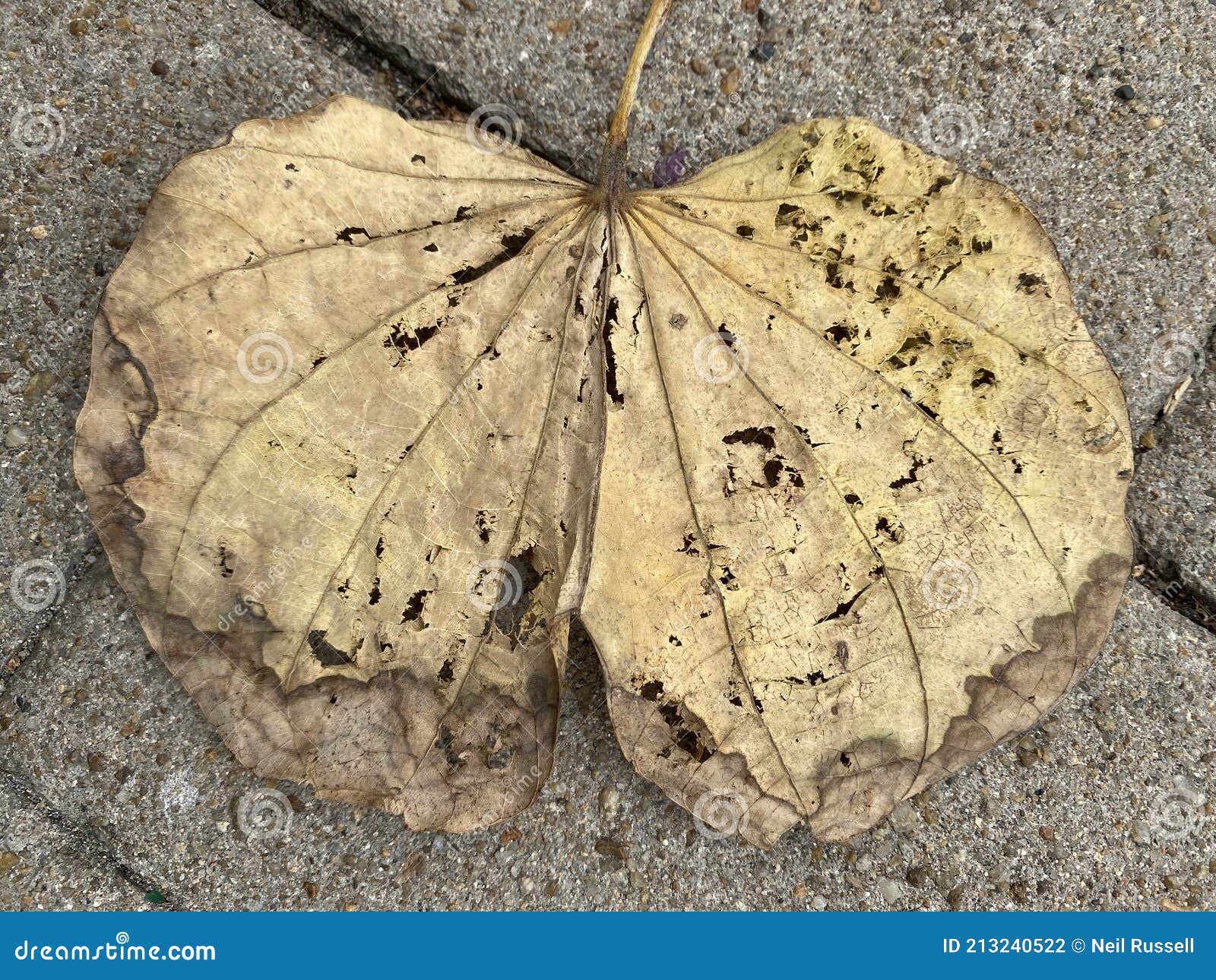 Closeup of Dead Leaf stock photo. Image of vein, yellow - 213240522