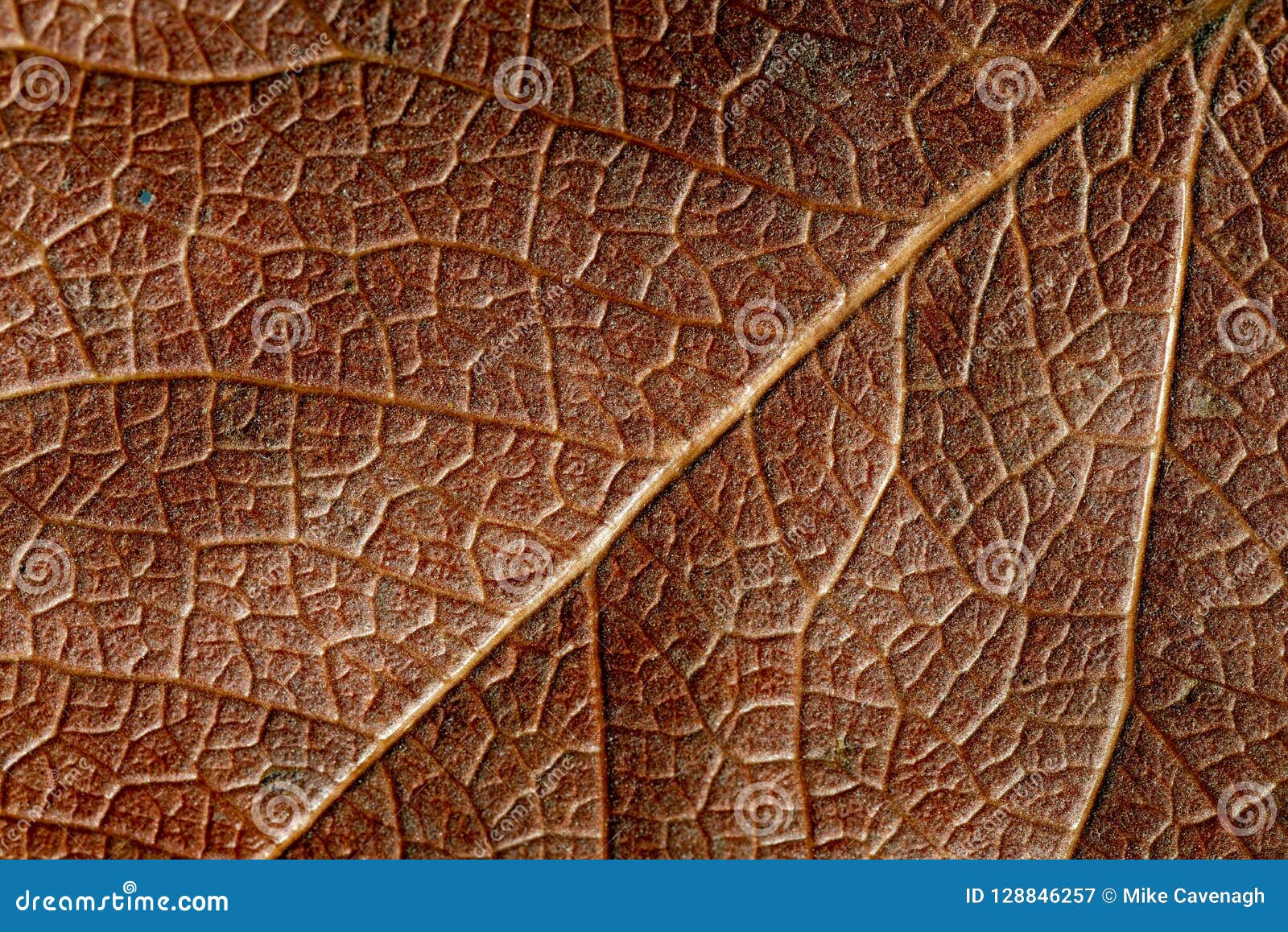 Closeup of Dead Leaf Showing the Venation Pattern Stock Image - Image ...