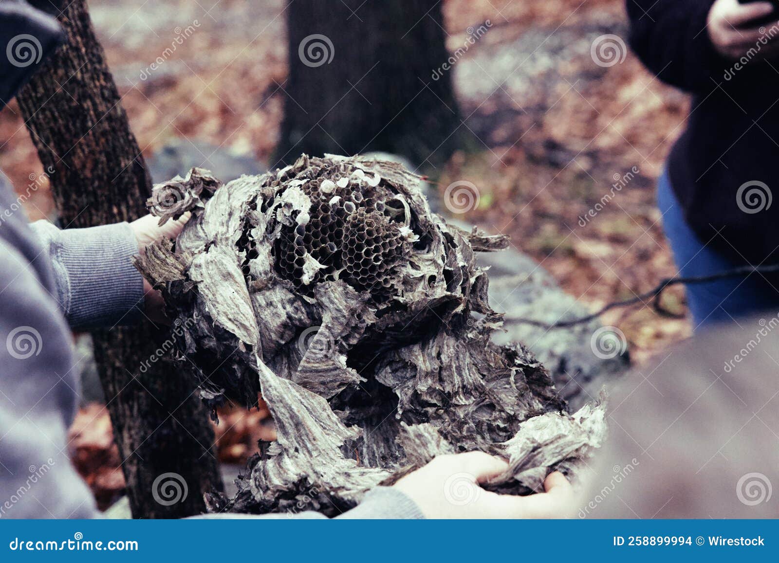 Closeup of a Dead Paper Wasp Nest in a Human Hand Stock Photo - Image ...