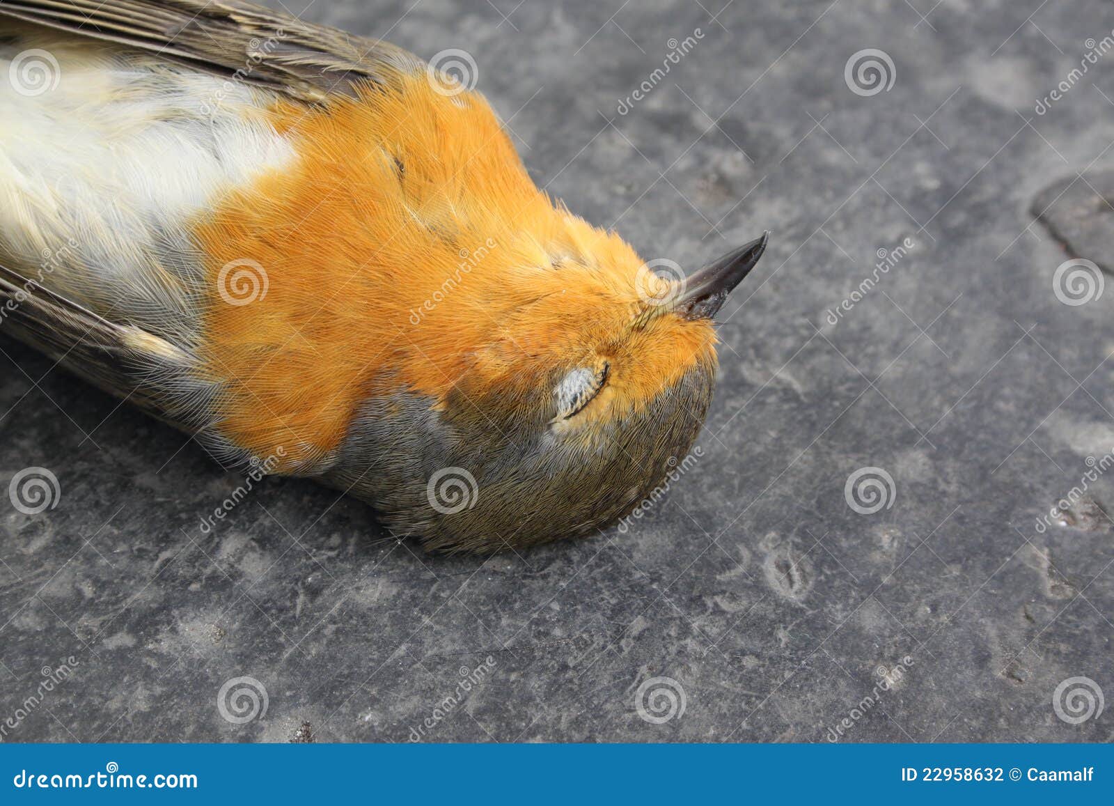Closeup of dead robin bird stock photo. Image of sick - 22958632