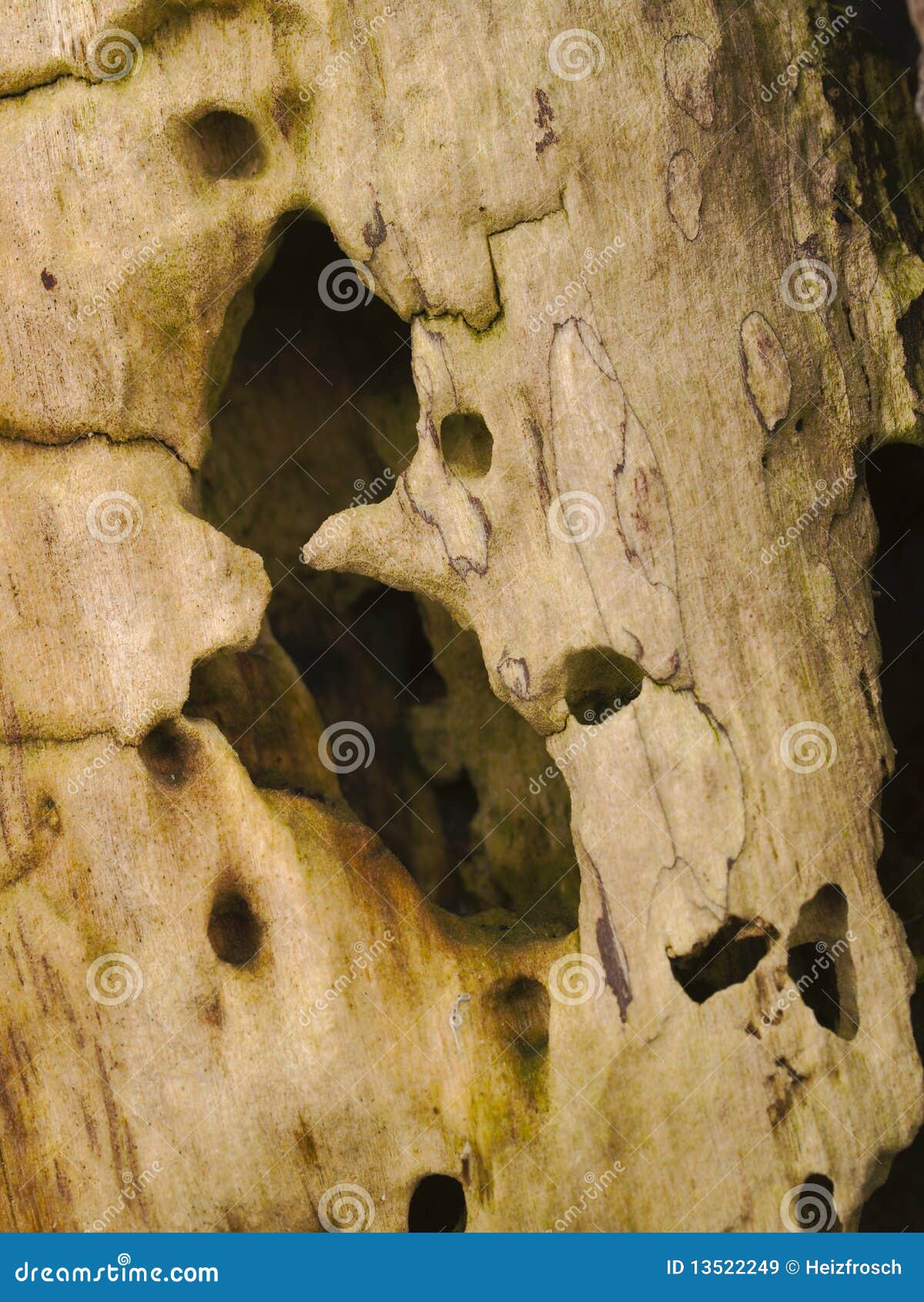 Closeup of decaying wood stock image. Image of nature - 13522249