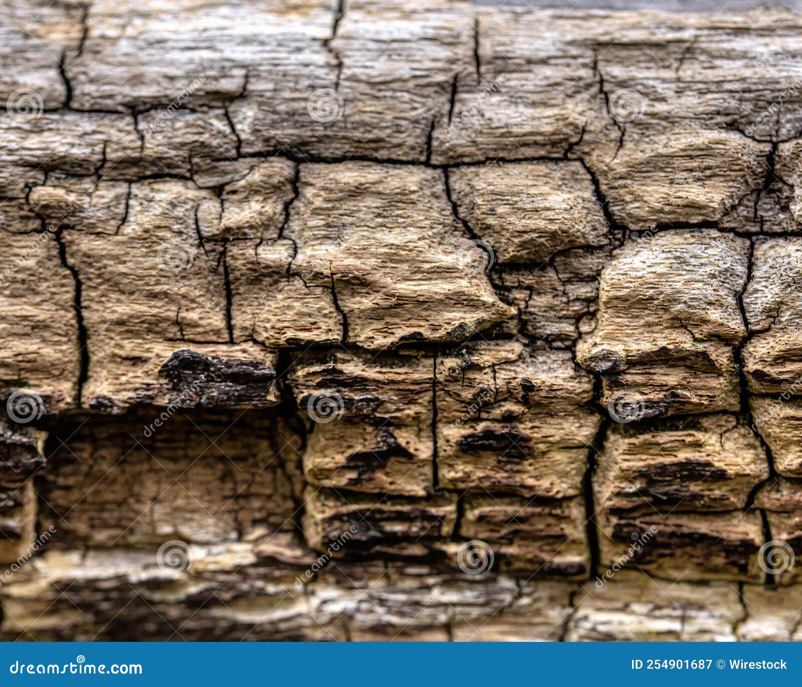 Closeup of a Decaying Wood Trunk with Cracks. Stock Image - Image of ...