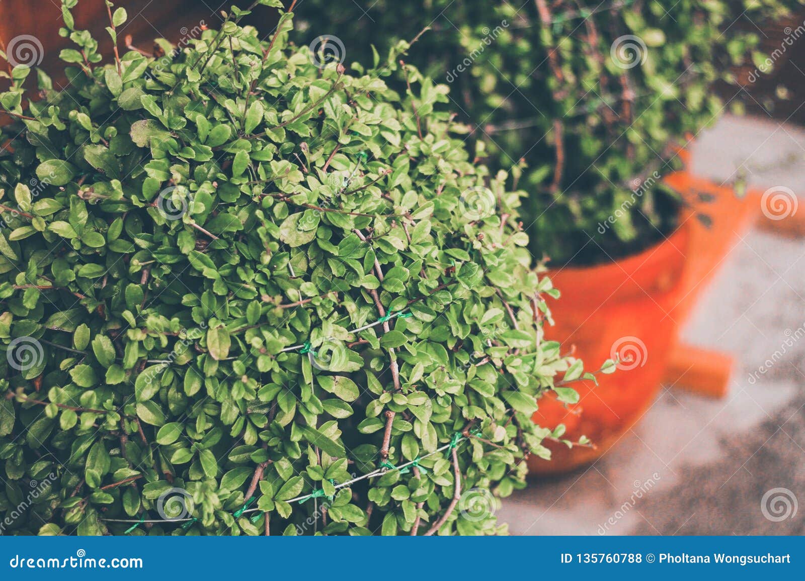 Closeup Decorative Bushes in the Garden Bokeh Background Image Stock ...