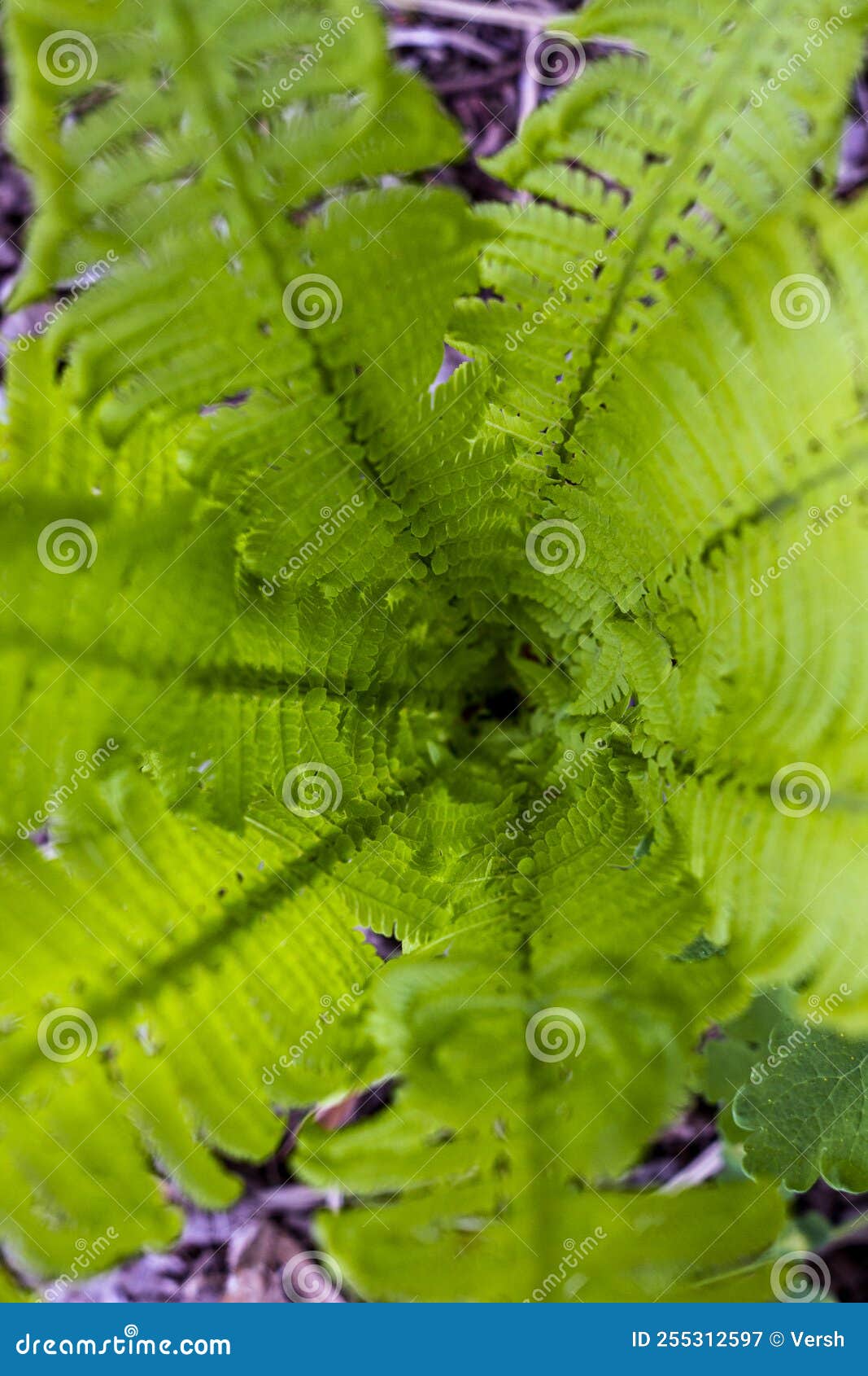 Closeup of Decorative Fern Grass Stock Image - Image of plant, nature ...