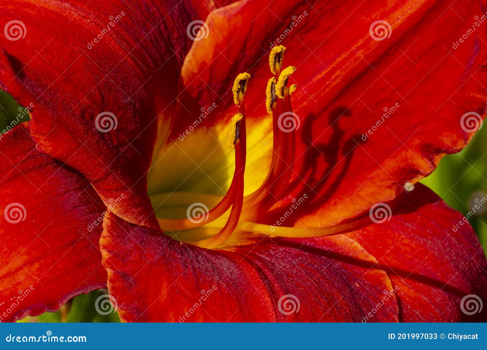 Closeup of a Deep and Dramatic Red Daylily in Full Bloom Stock Image ...