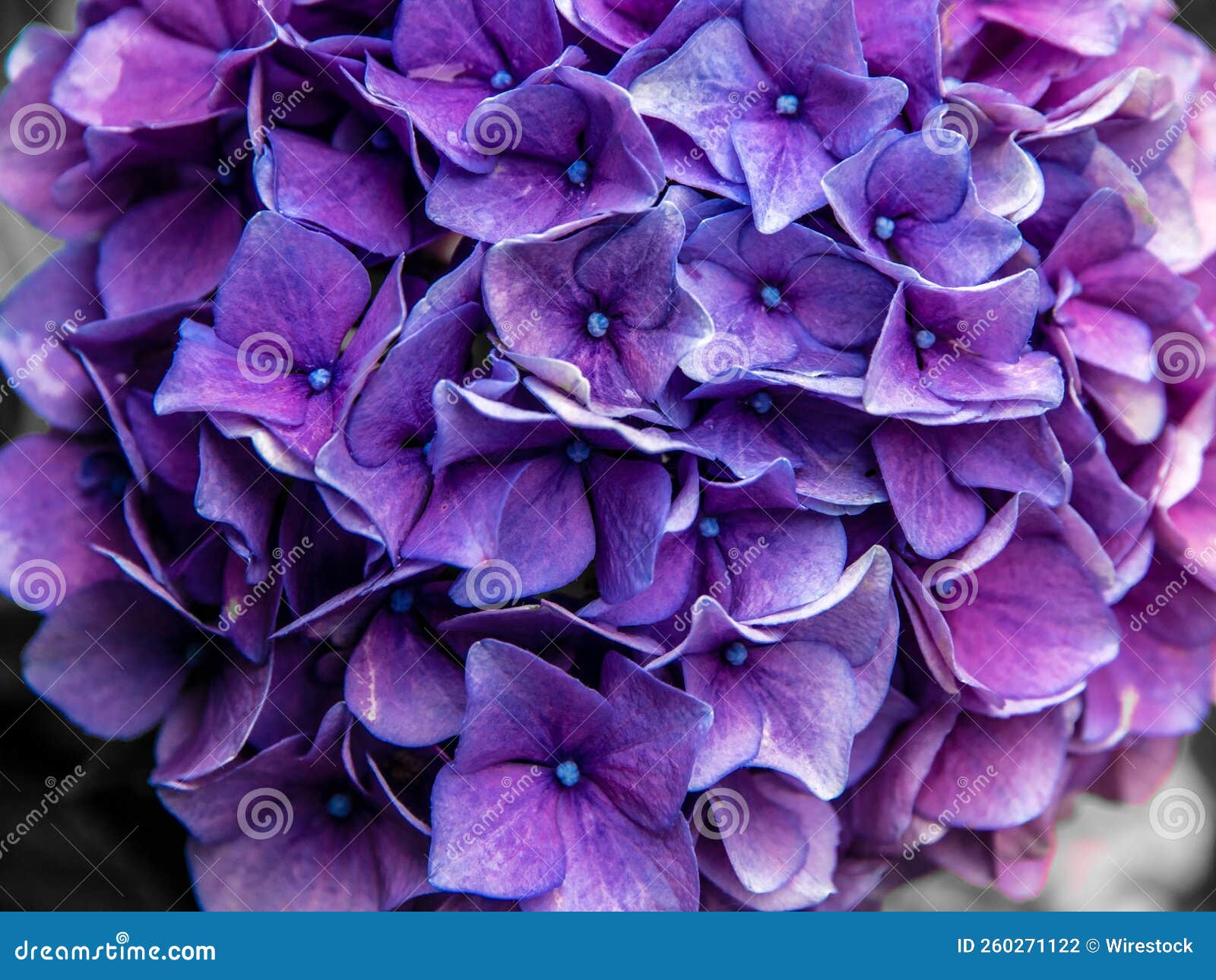 Closeup of Deep Purple Hydrangea Flower Petals Stock Photo - Image of ...