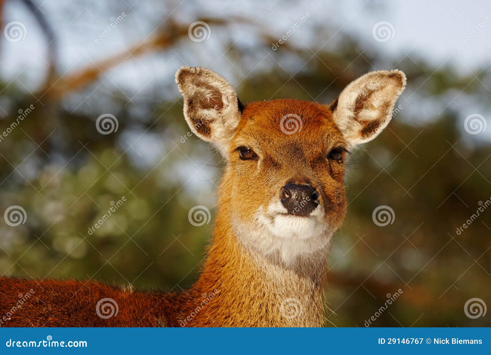 Closeup of a Deer in a Forest Stock Image - Image of forest, deer: 29146767