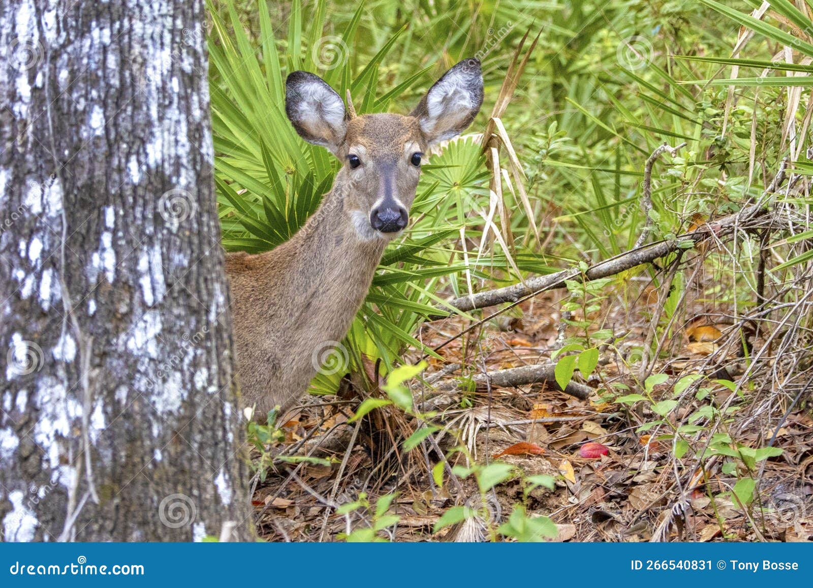 Deer, Young Buck Hiding Behind a Tree Stock Image - Image of hunt ...