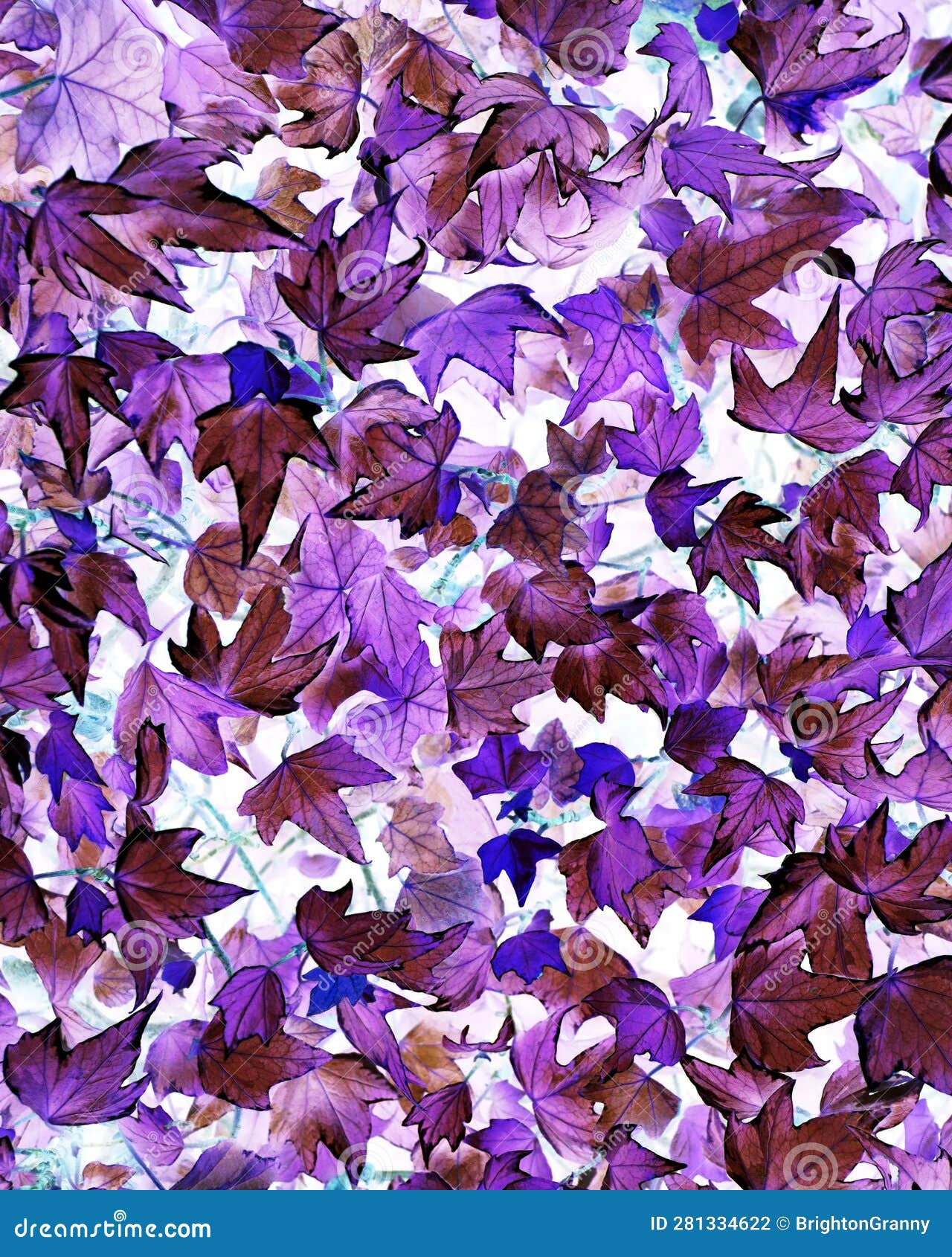 A Closeup of Delicate Ivy Leaves. Stock Photo - Image of creative ...